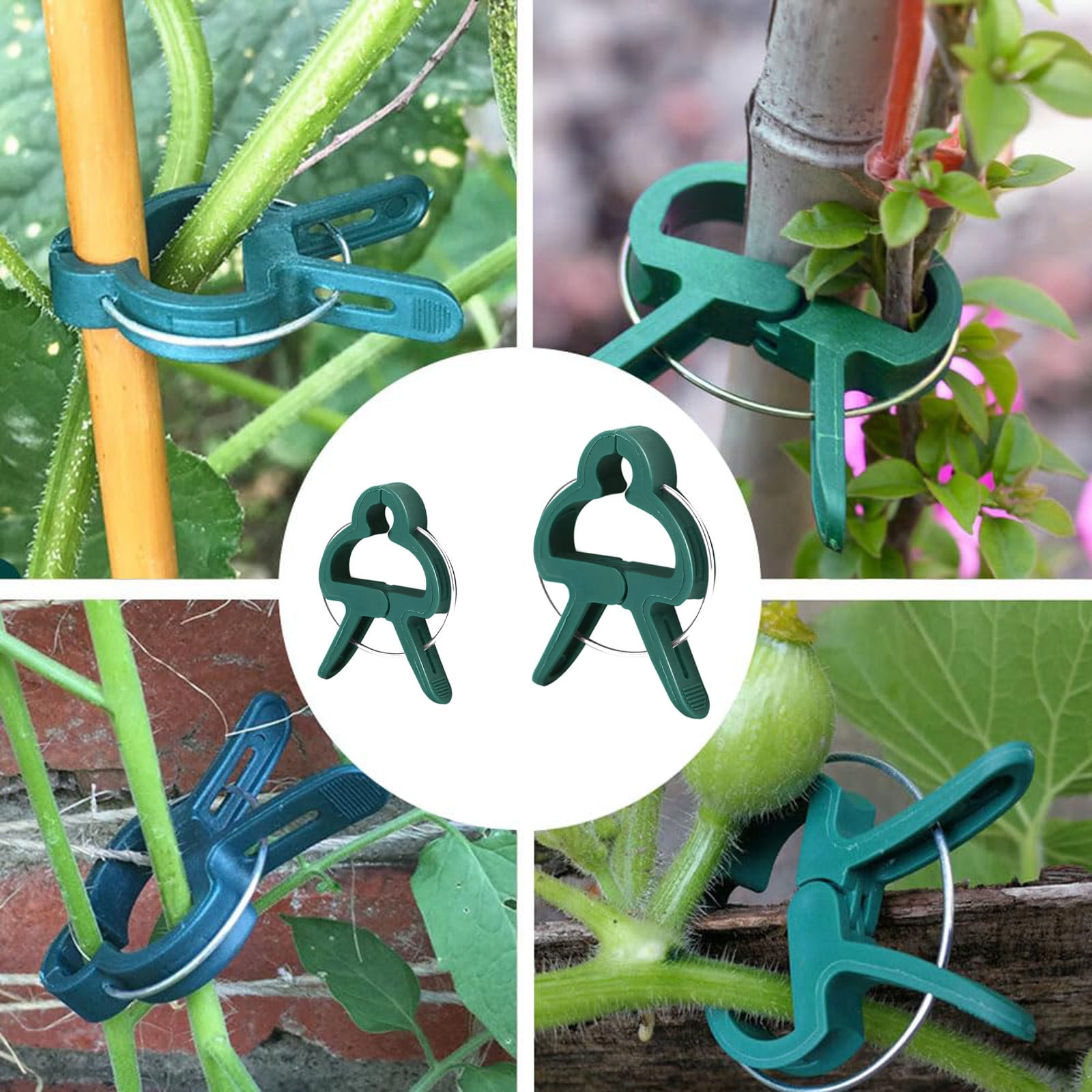 Secured Clips Support Clips Clips For Climbing Fixing Clips Tomato ...