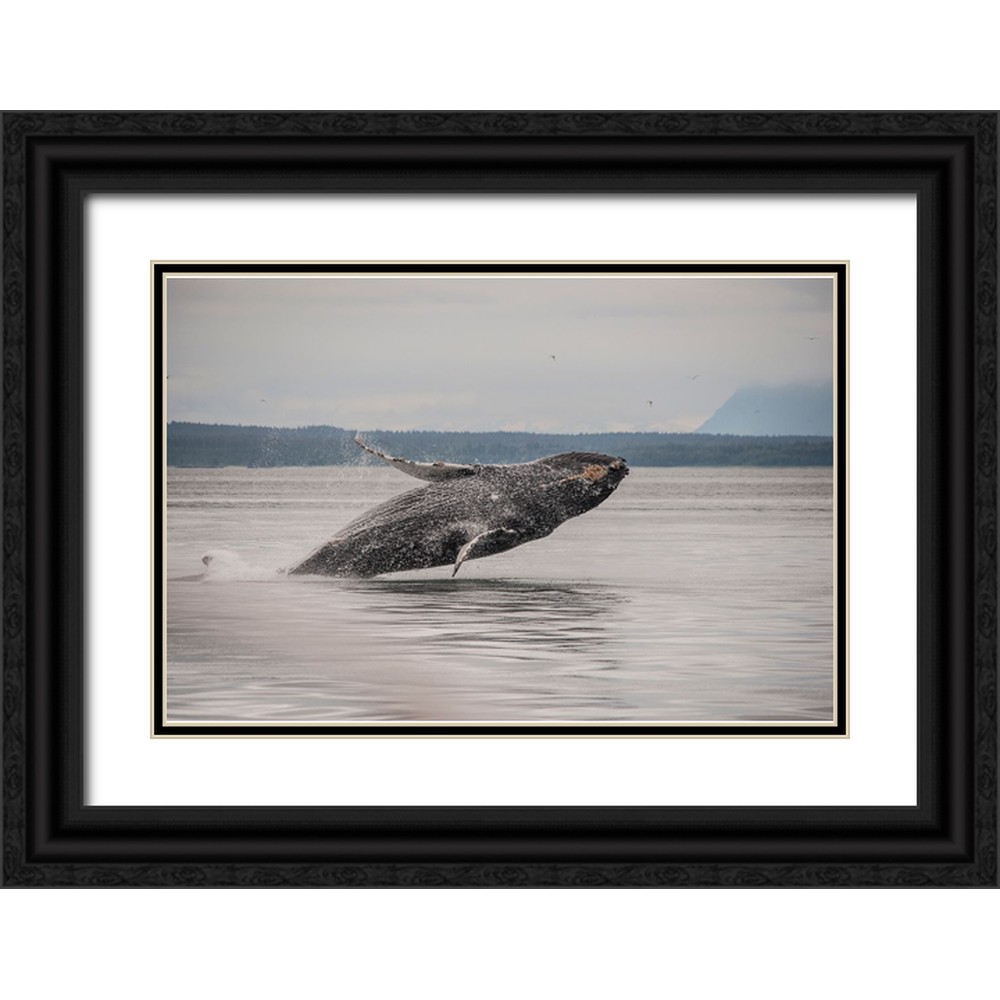 Sederquist, Betty 14x11 Black Ornate Wood Framed with Double Matting ...