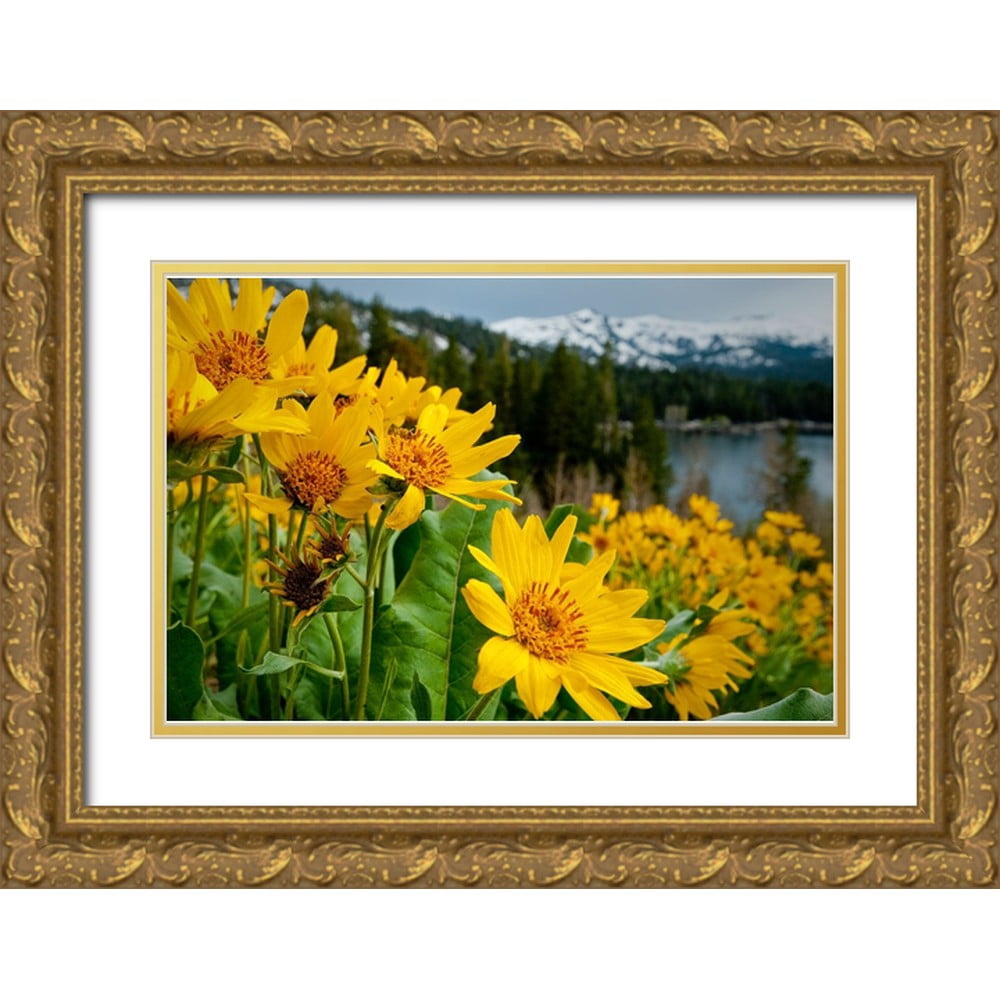 Sederquist, Betty 14x11 Gold Ornate Wood Framed with Double Matting ...