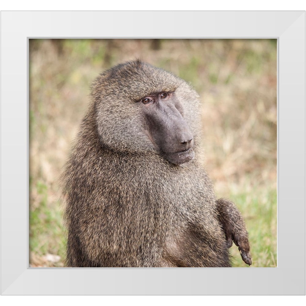 Sederquist, Betty 28x26 White Modern Wood Framed Museum Art Print ...