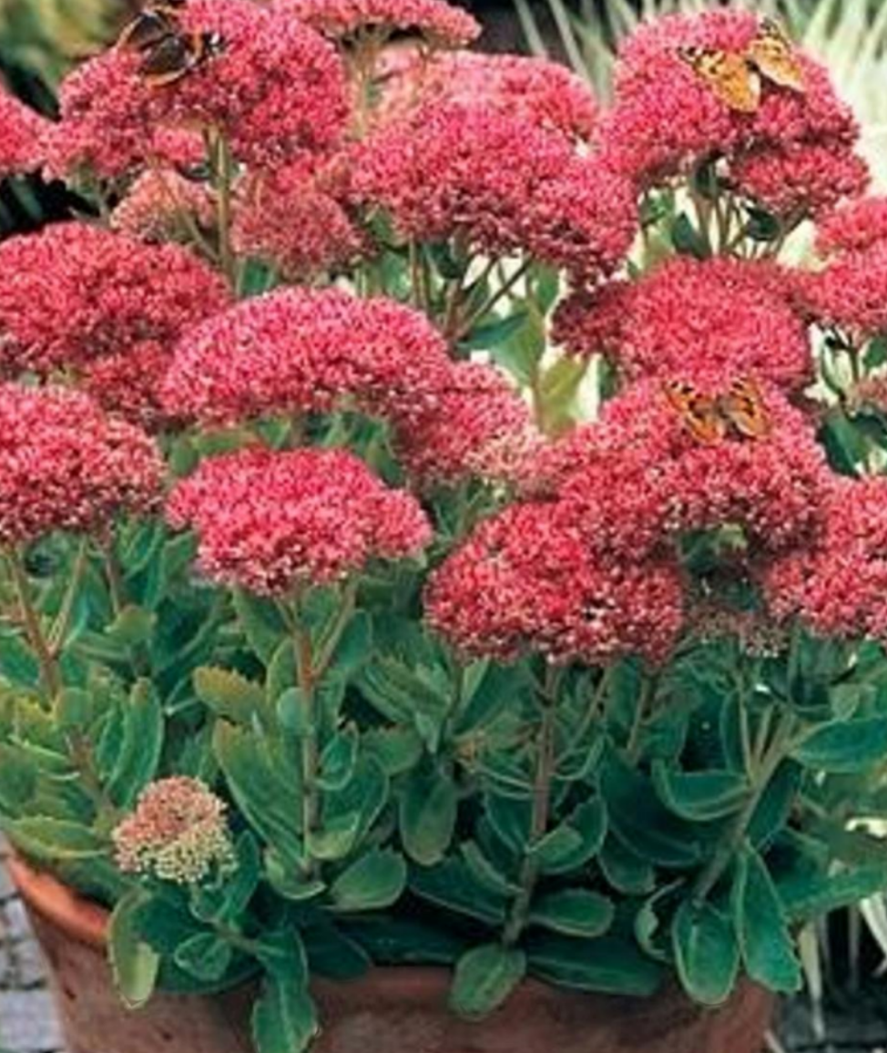 Sedum Autumn Joy - Walmart.com