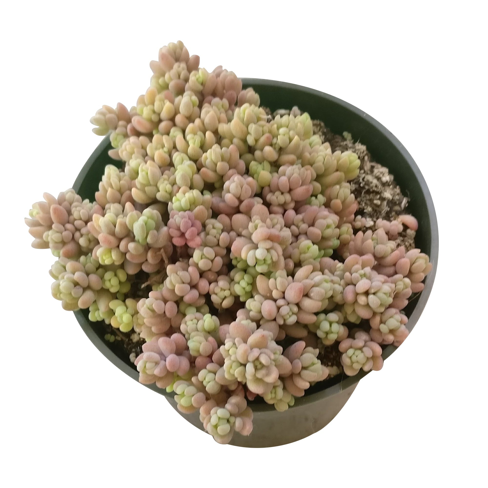 Sedum Dasyphyllum Minor Succulent (4"+ Plastic Pot) - Tiny, Lovely ...
