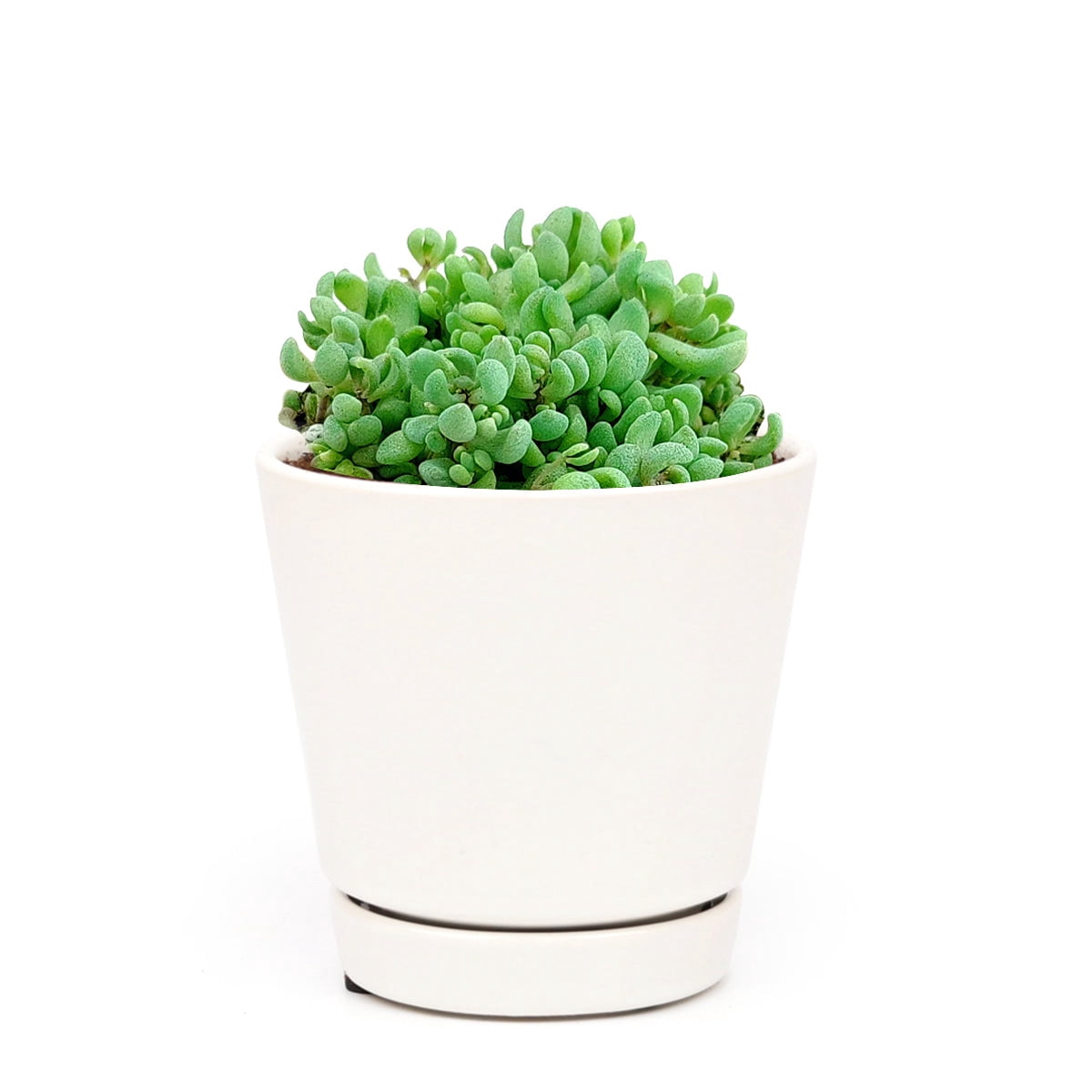 Sedum Dasyphyllum Minor Succulent (6"+ Clay Pot) - Tiny, Lovely, Easy ...