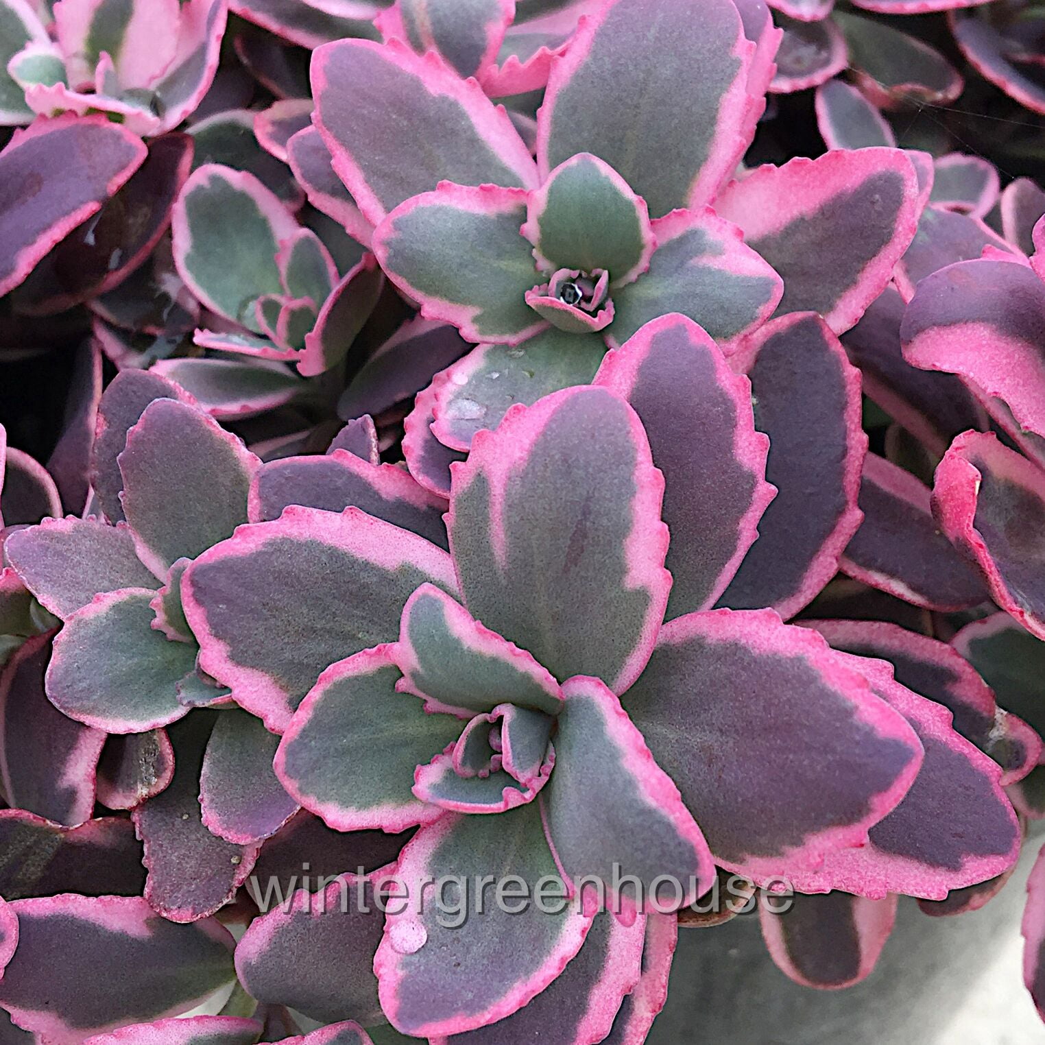 Sedum, Dream Dazzler, SunSparkler® Stonecrop - Pot Size: 3" (2.6x3.5 ...