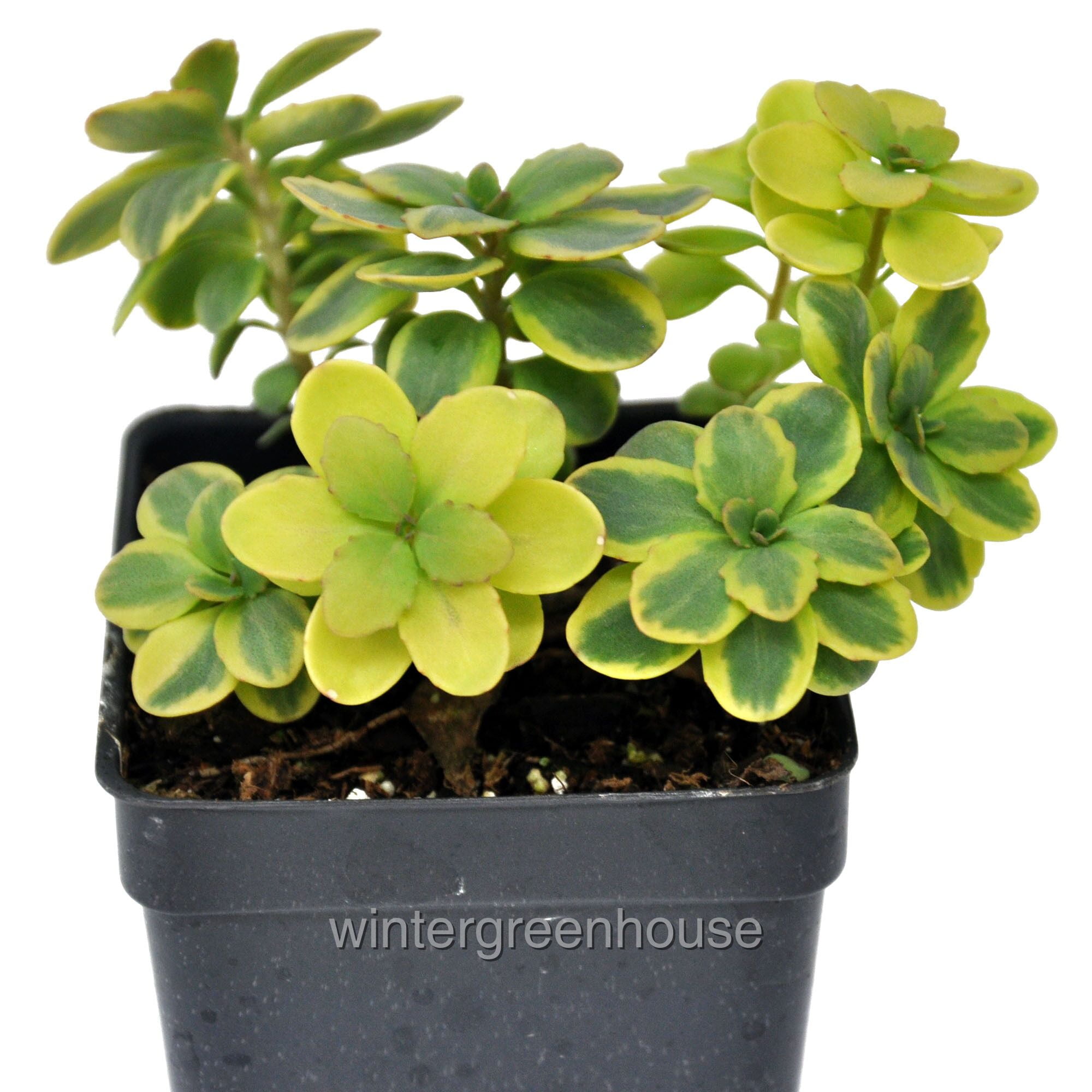 Sedum, Dream Dazzler, SunSparkler® Stonecrop - Pot Size: 3" (2.6x3.5 ...
