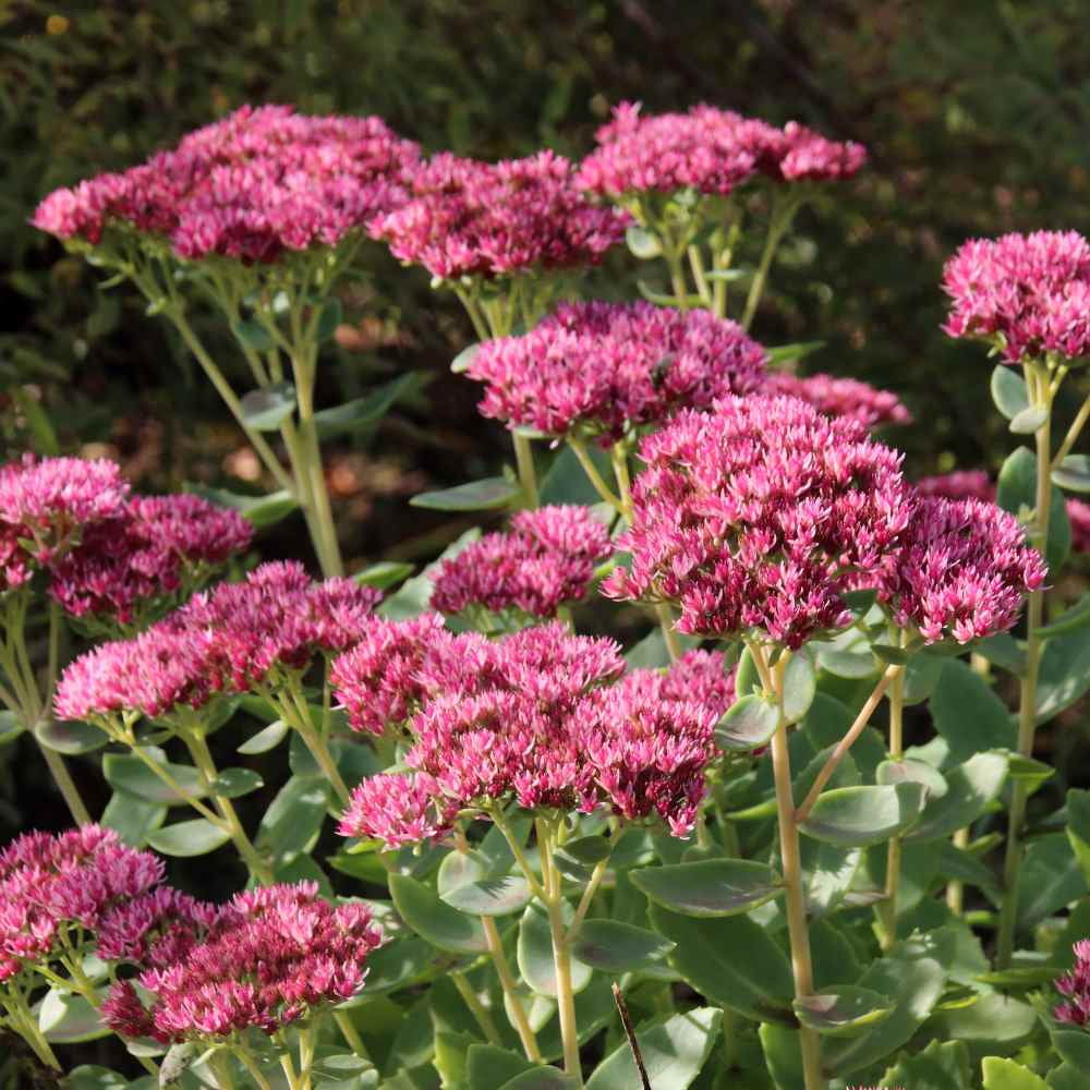 Sedum Emperor's Wave Drought Tolerant Ground Cover Plant Seeds For ...