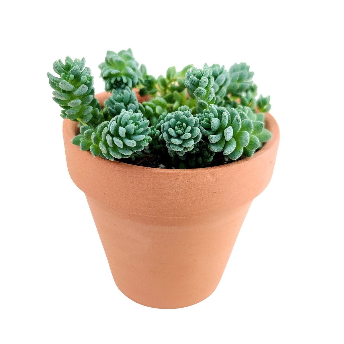 Sedum Major Succulent (2"+ Clay Pot) - Corsican Stonecrop - Blue Tears ...