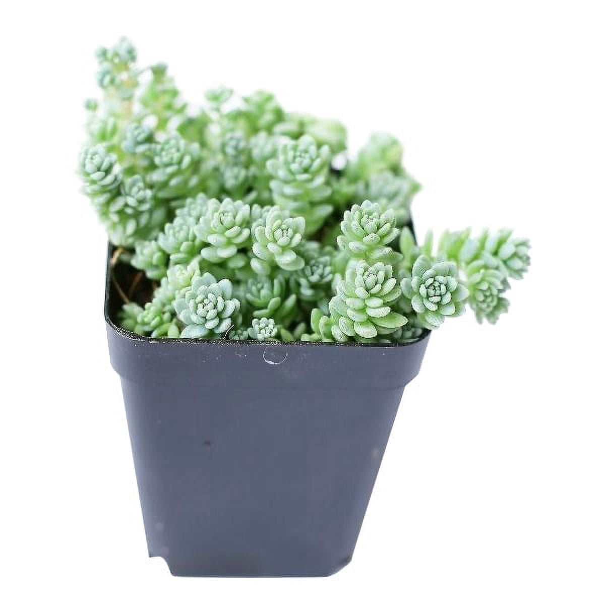 Sedum Major Succulent (2"+ Plastic Pot) - Corsican Stonecrop - Blue ...