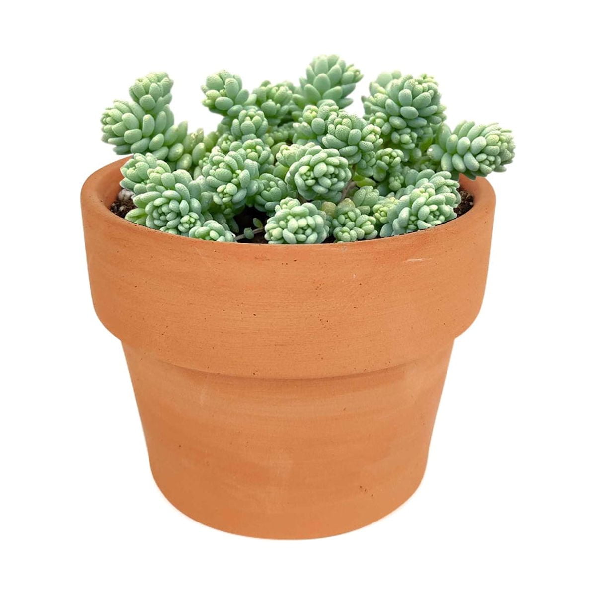 Sedum Major Succulent (4"+ Clay Pot) - Corsican Stonecrop - Blue Tears ...