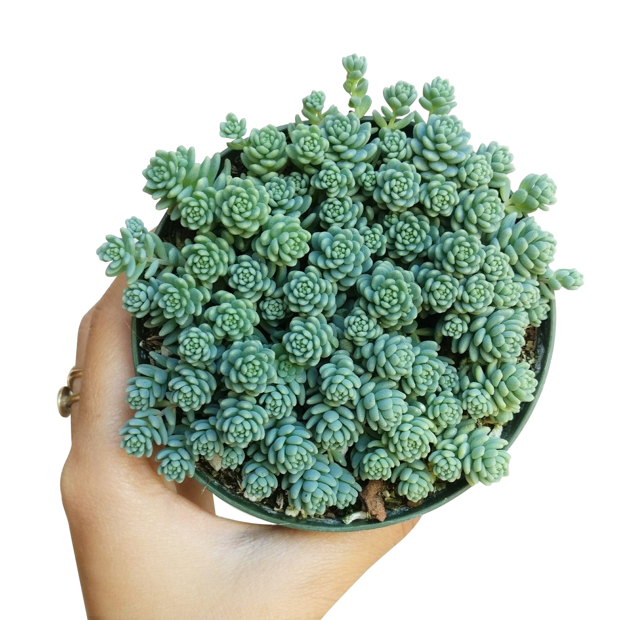 Sedum Major Succulent (4"+ Plastic Pot) - Corsican Stonecrop - Blue ...