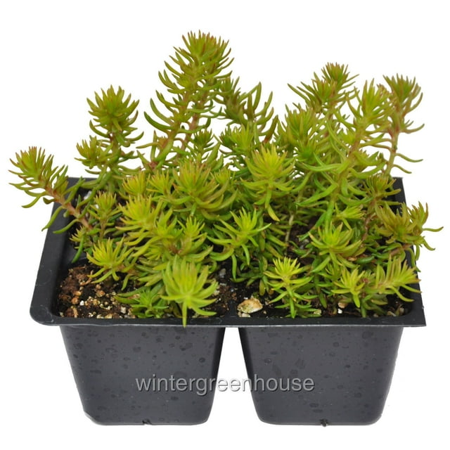 Sedum Rupestre, Angelina, Crooked Yellow Stonecrop, Rocky Stonecrop ...