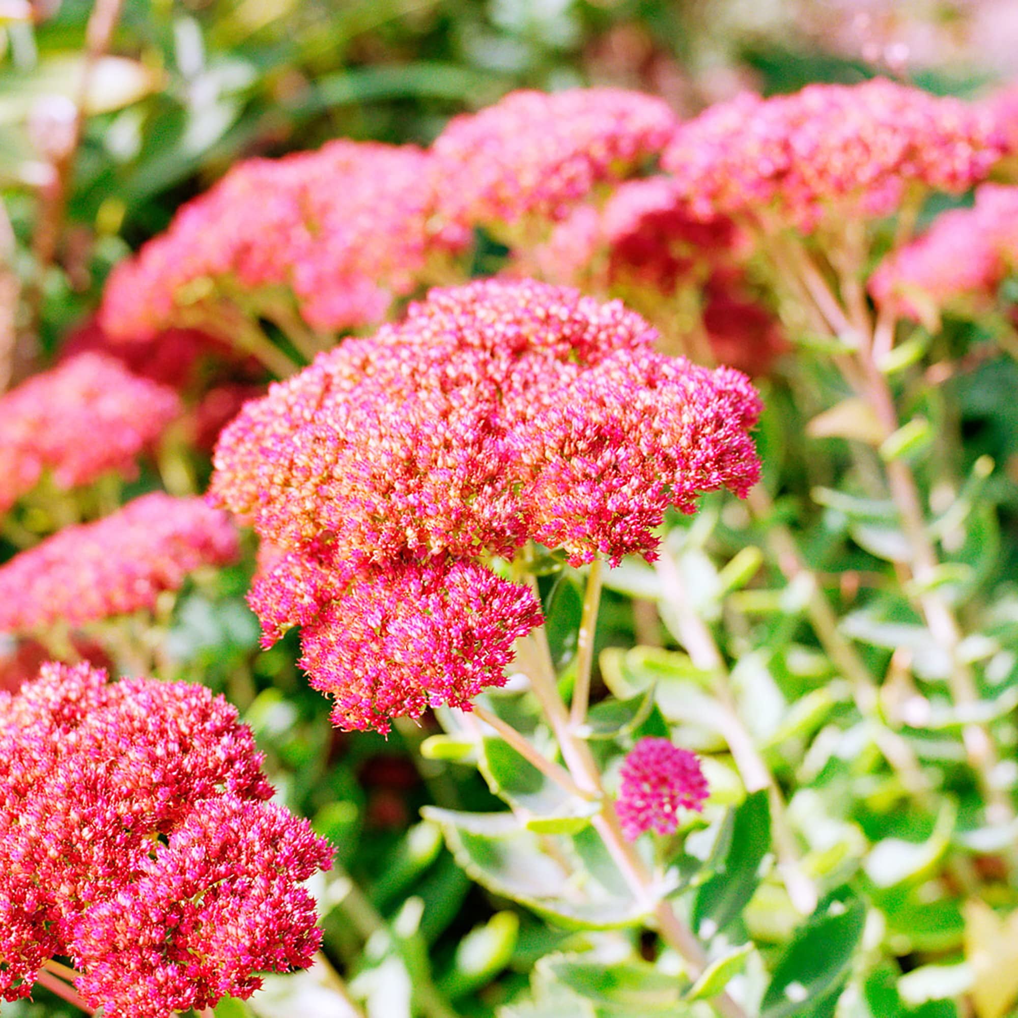 Sedum Seeds Showy CORNET Stonecrop, Border Stonecrop Perennial Cut ...