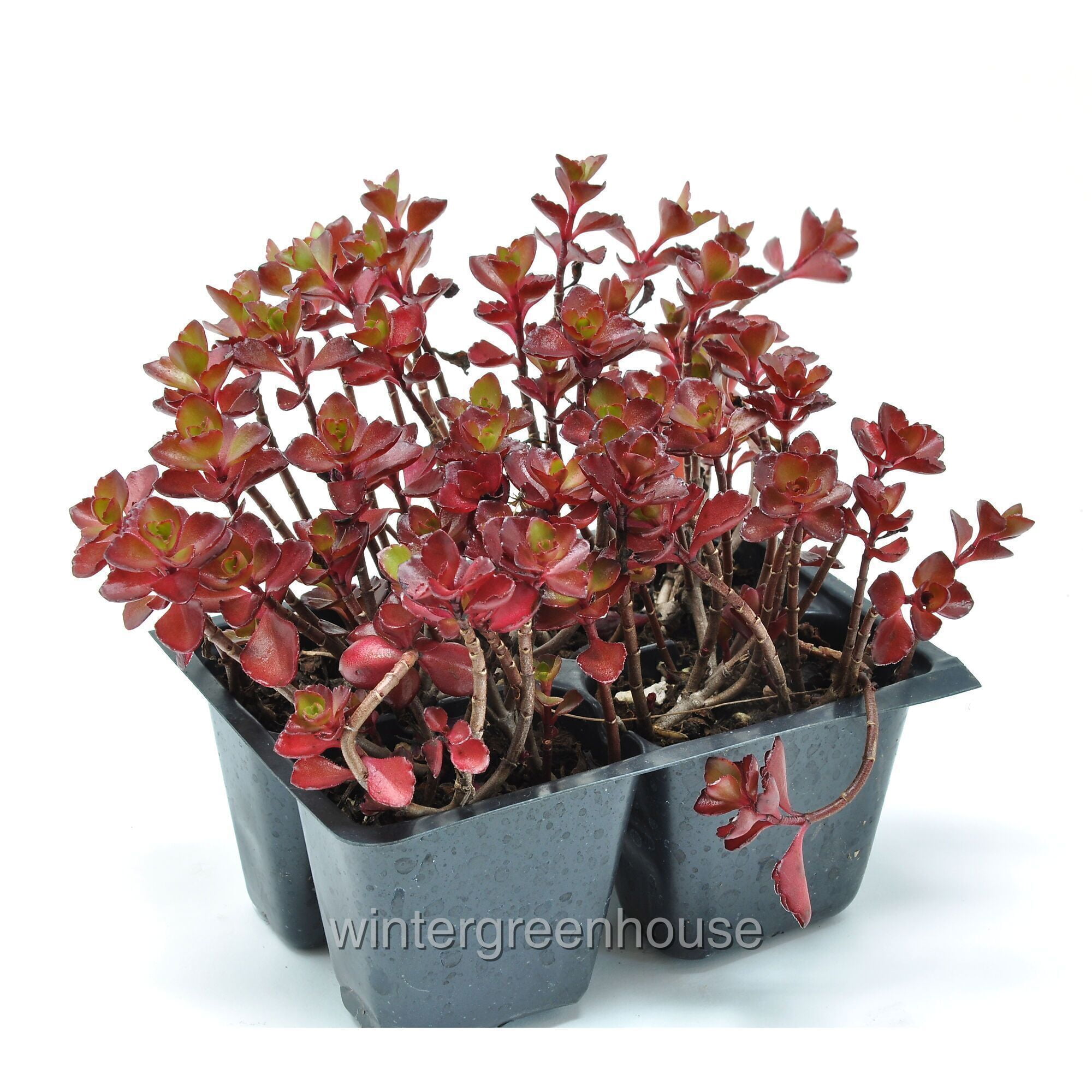 Live Delivered Blooming Sedum Spurium, Voodoo, Stonecrop - 4x2.63x1 ...