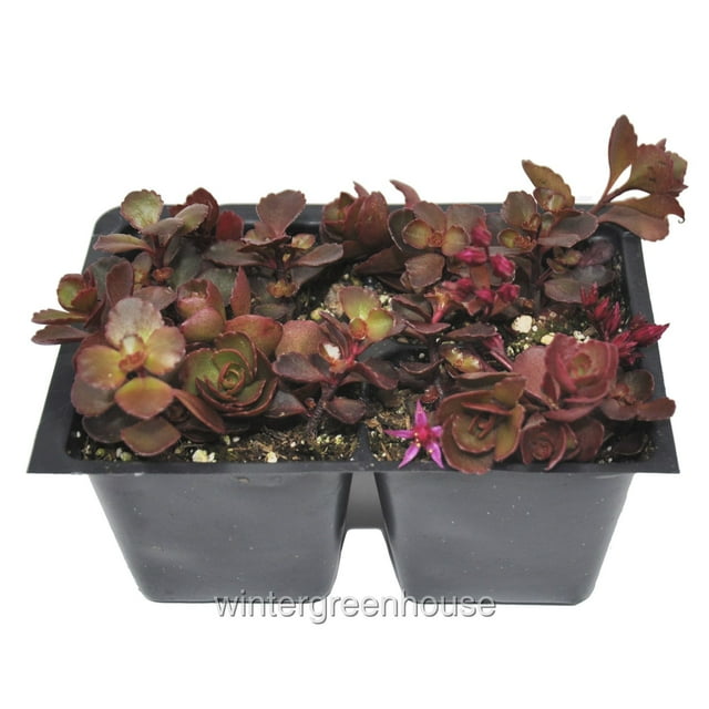 Sedum Spurium Voodoo Stonecrop Pot Size 4x 263x172x275