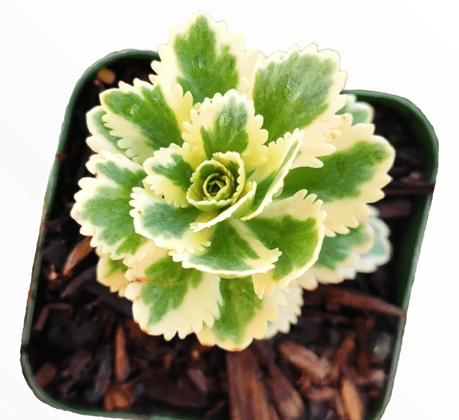Sedum Takesimense Atlantis™ Variegated Succulent Live Plant 2 Inch for ...