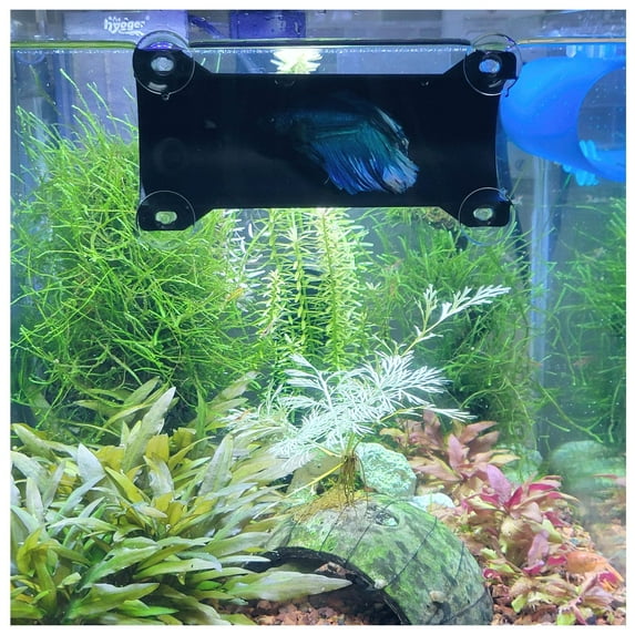 SeeShelter Brand Betta Tunnel in Opaque Black Fish Hide Enrichment ...