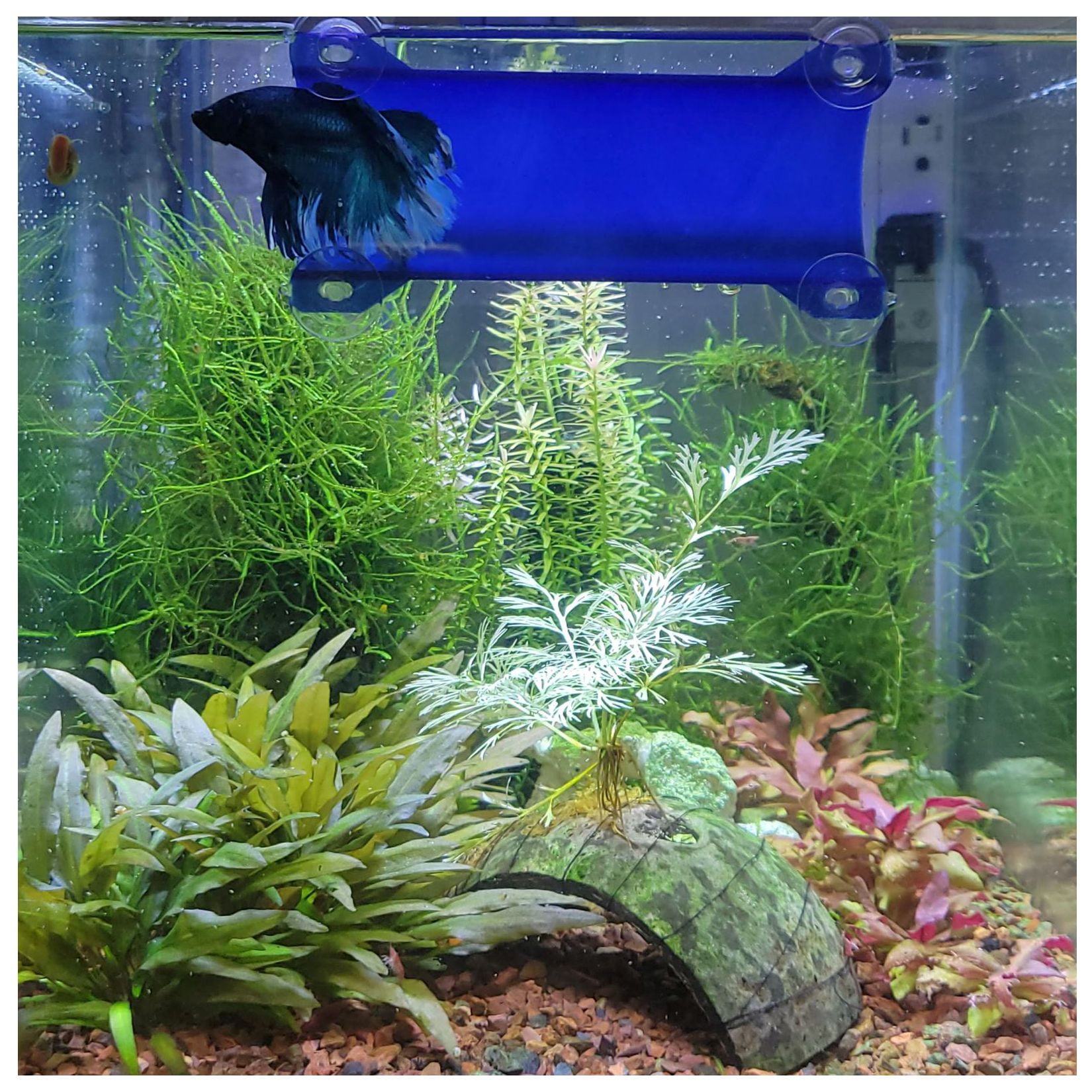 SeeShelter Brand Betta Tunnel in Opaque Dark Blue Fish Hide Enrichment ...