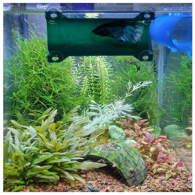 SeeShelter Brand Betta Tunnel in Opaque Dark Green Fish Hide Enrichment ...