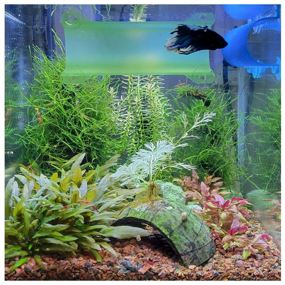 SeeShelter Brand Betta Tunnel in Translucent Light Green Fish Hide ...