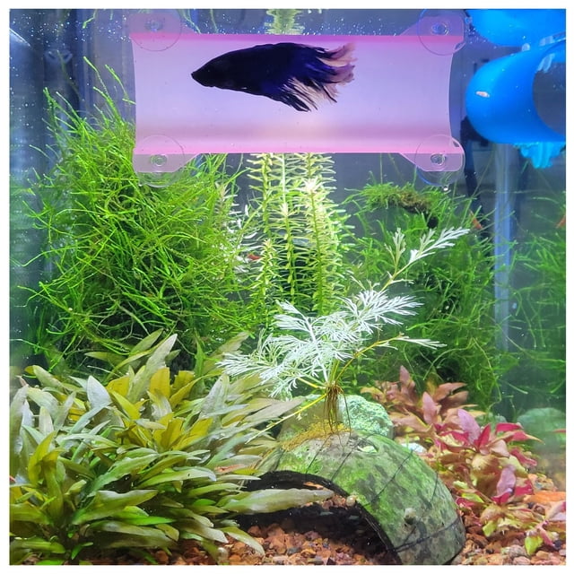 SeeShelter Brand Betta Tunnel in Translucent Pink Fish Hide Enrichment ...