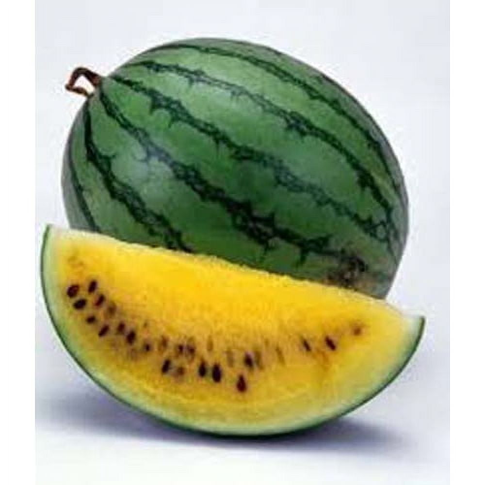 Seed Kingdom 100 Watermelon Yellow Doll Plant Seeds, Semi Compact Vine ...