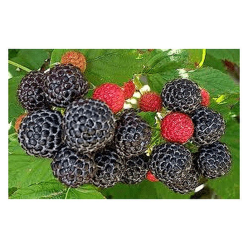 Seed Kingdom 20 Black Raspberry Plant Seeds, Clusters of Delicious ...