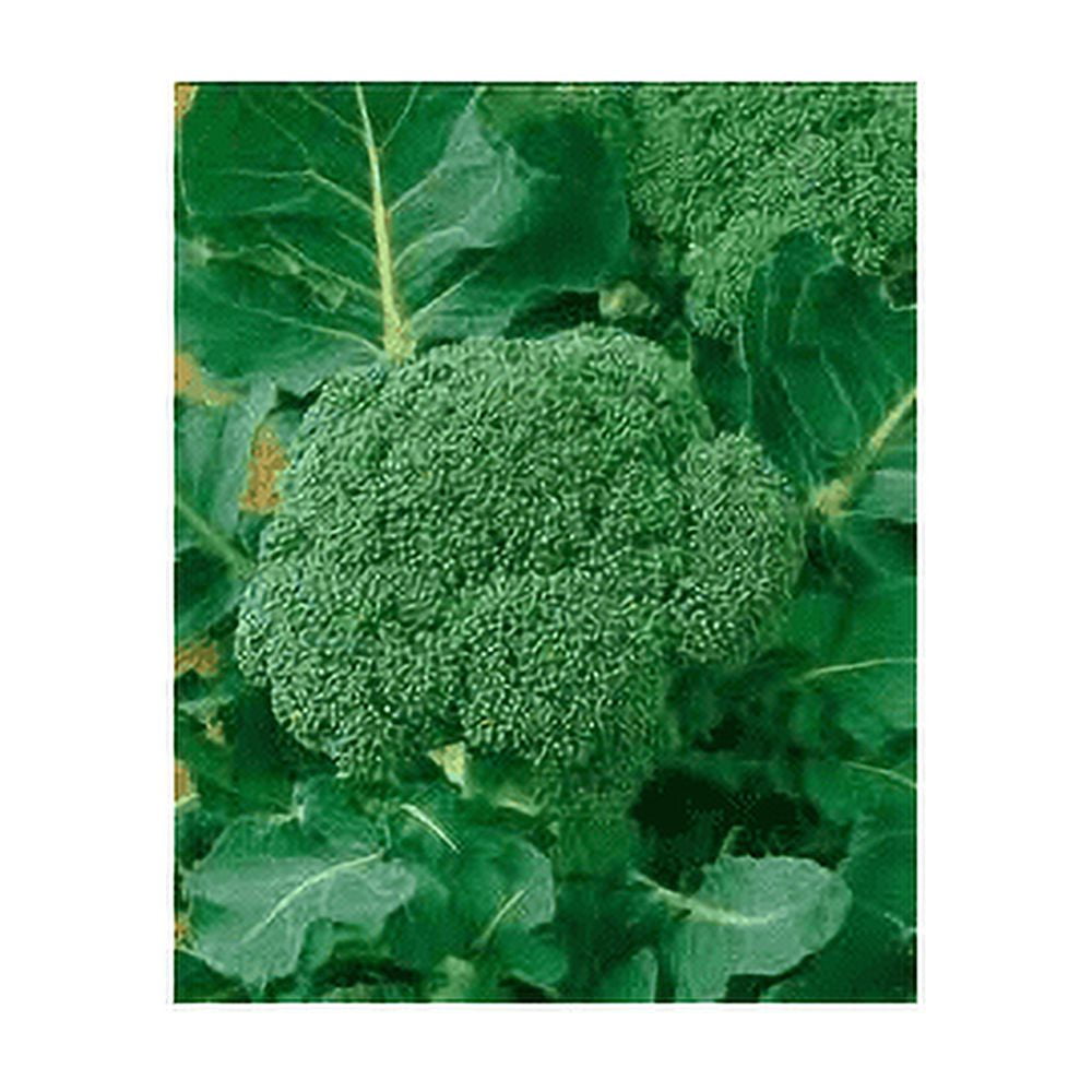 Seed Kingdom Broccoli Waltham 29 Great Heirloom Vegetable Microgreens ...