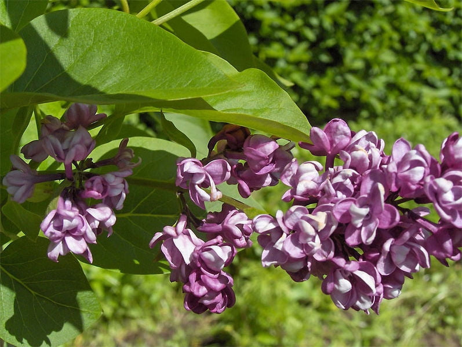 Seed Kingdom 25 Lilac Syringa Vulgaris Plant Seeds - Walmart.com