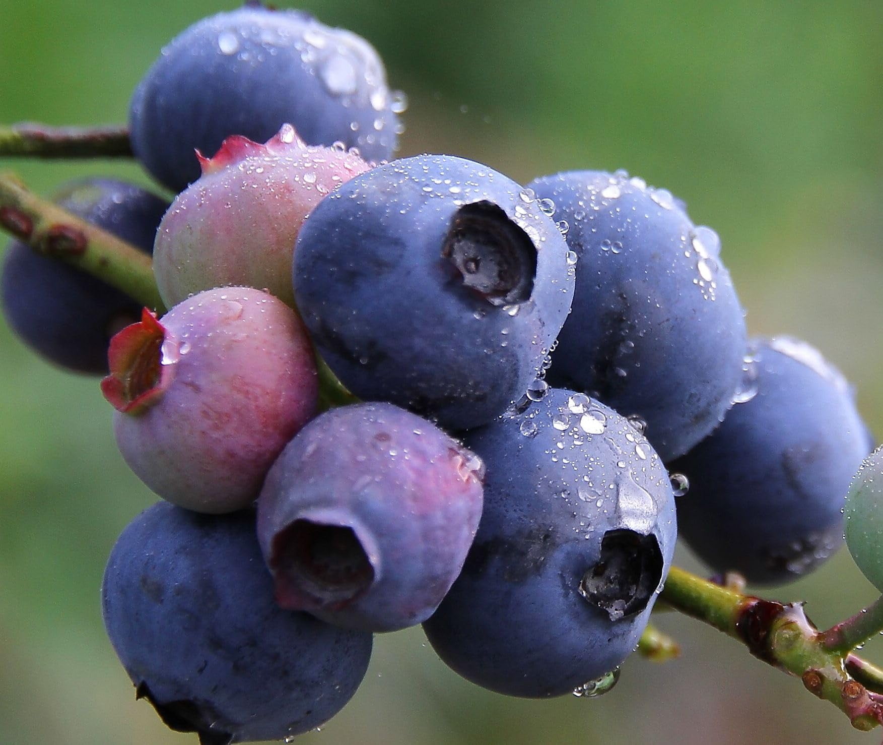 Blueberry Seed Pack FEV6 2g - Berry Fresh Fruit Seeds - Perennial ...
