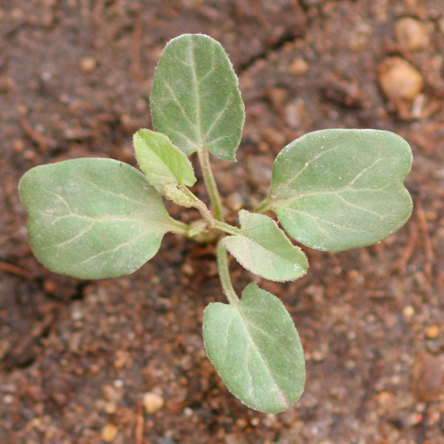 Seed Needs 1 Ounce Morning Glory Seeds H2FSDfor Planting | Heirloom ...