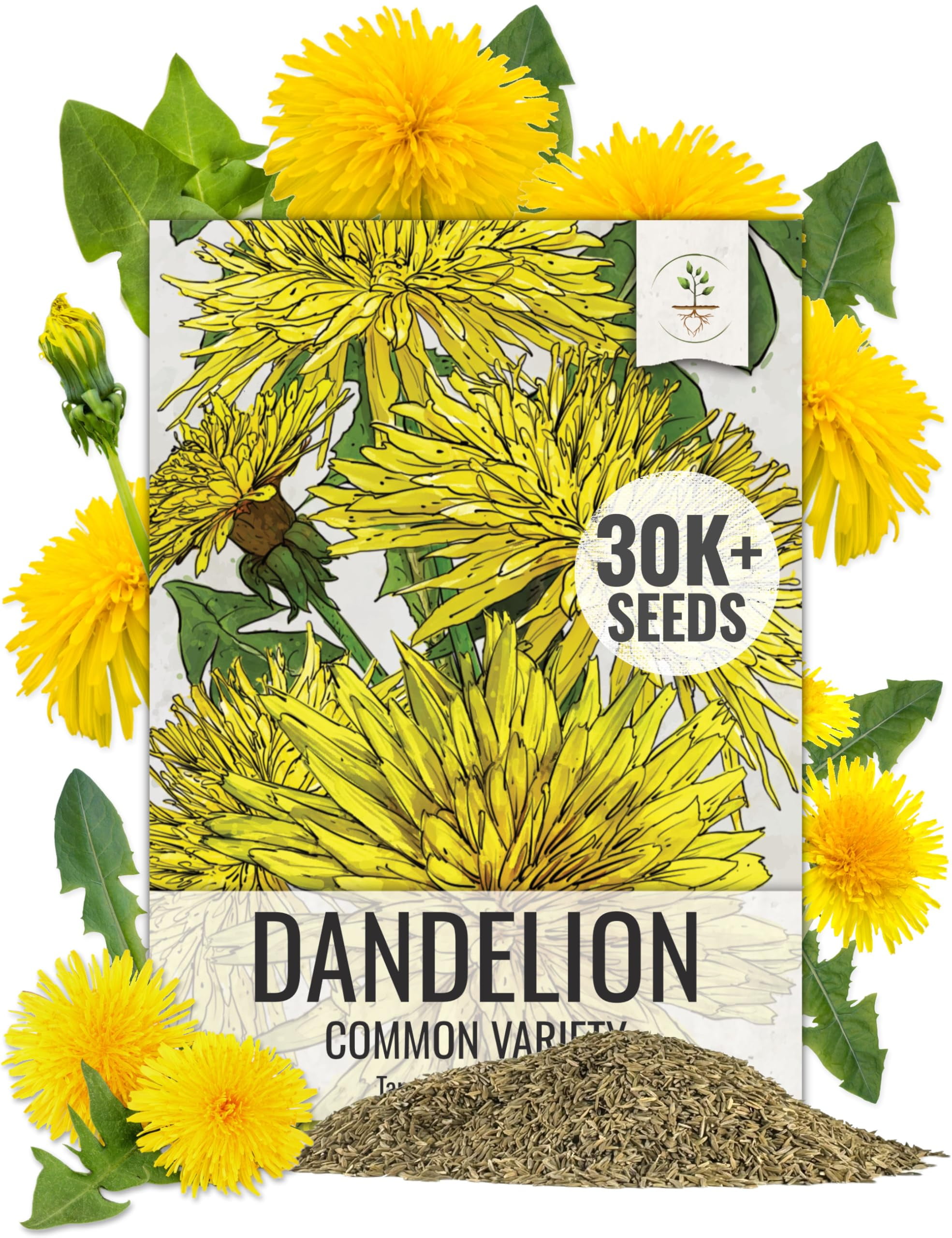 Seed Needs 30,000+ Common Dandelion Herb Seeds MHD1for Planting - Non ...