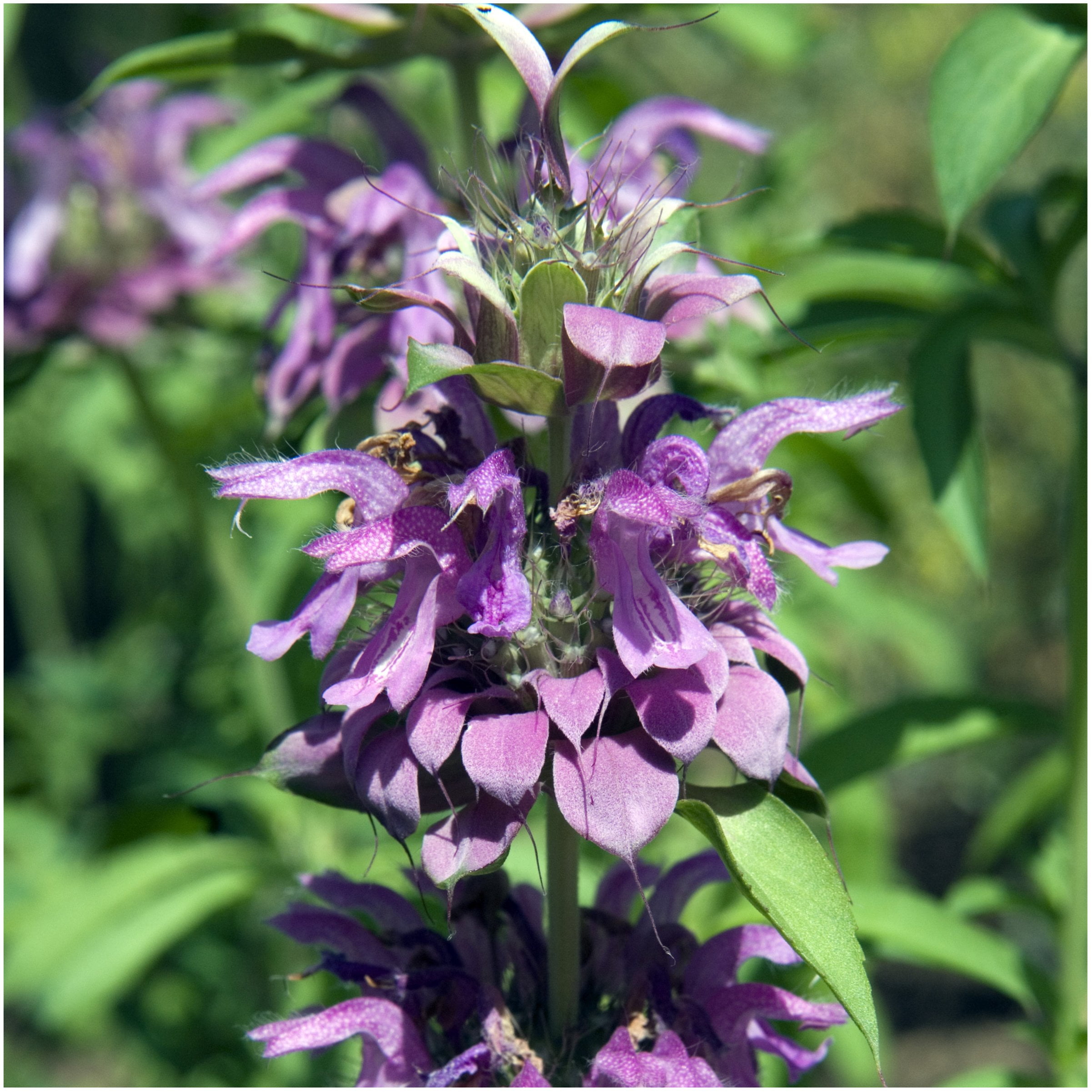 Seed Needs, Bee Balm Seed Packet Collection H2FSD(3 Individual ...