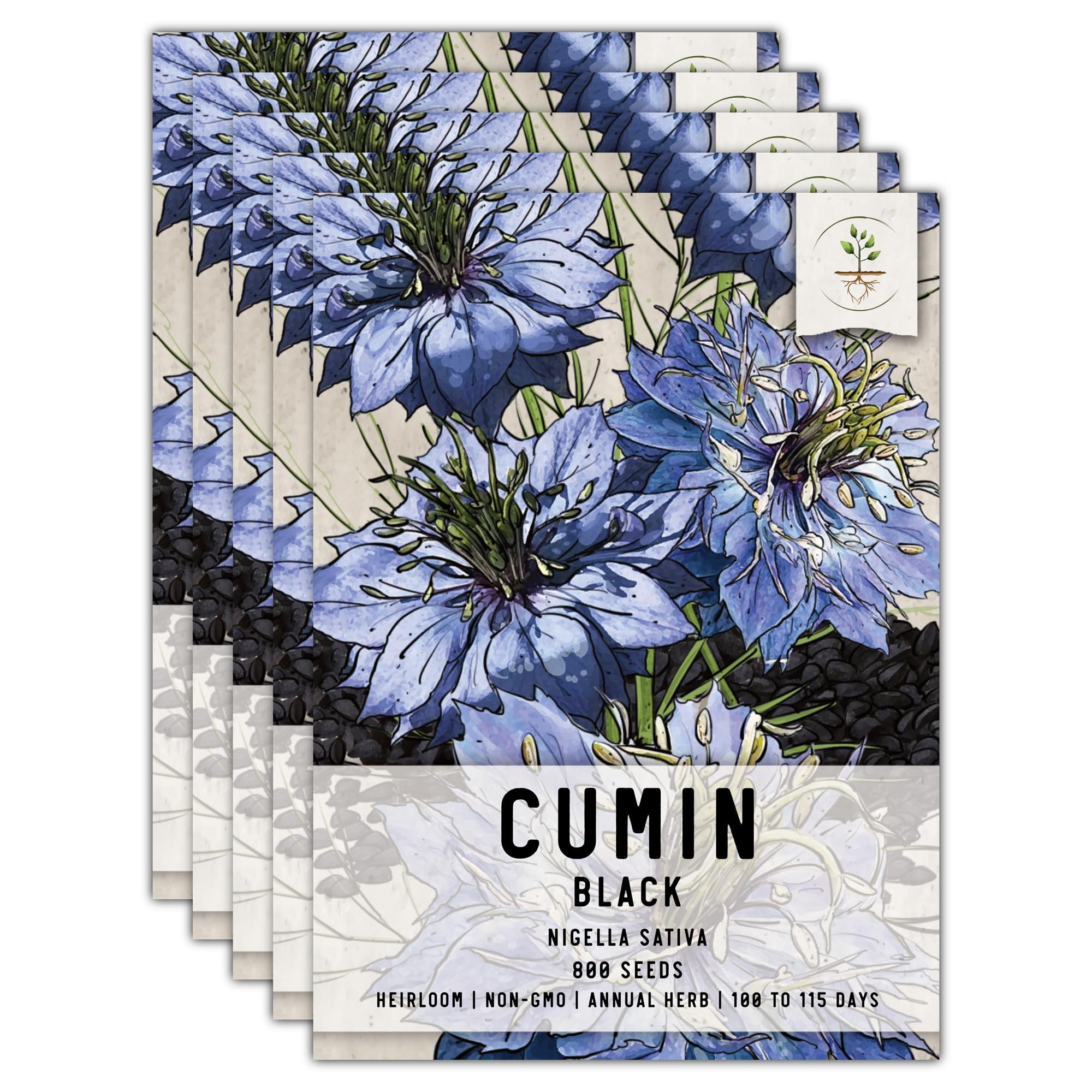 Seed Needs, Black Cumin Seeds - BSL1 800 Heirloom Seeds for Planting ...