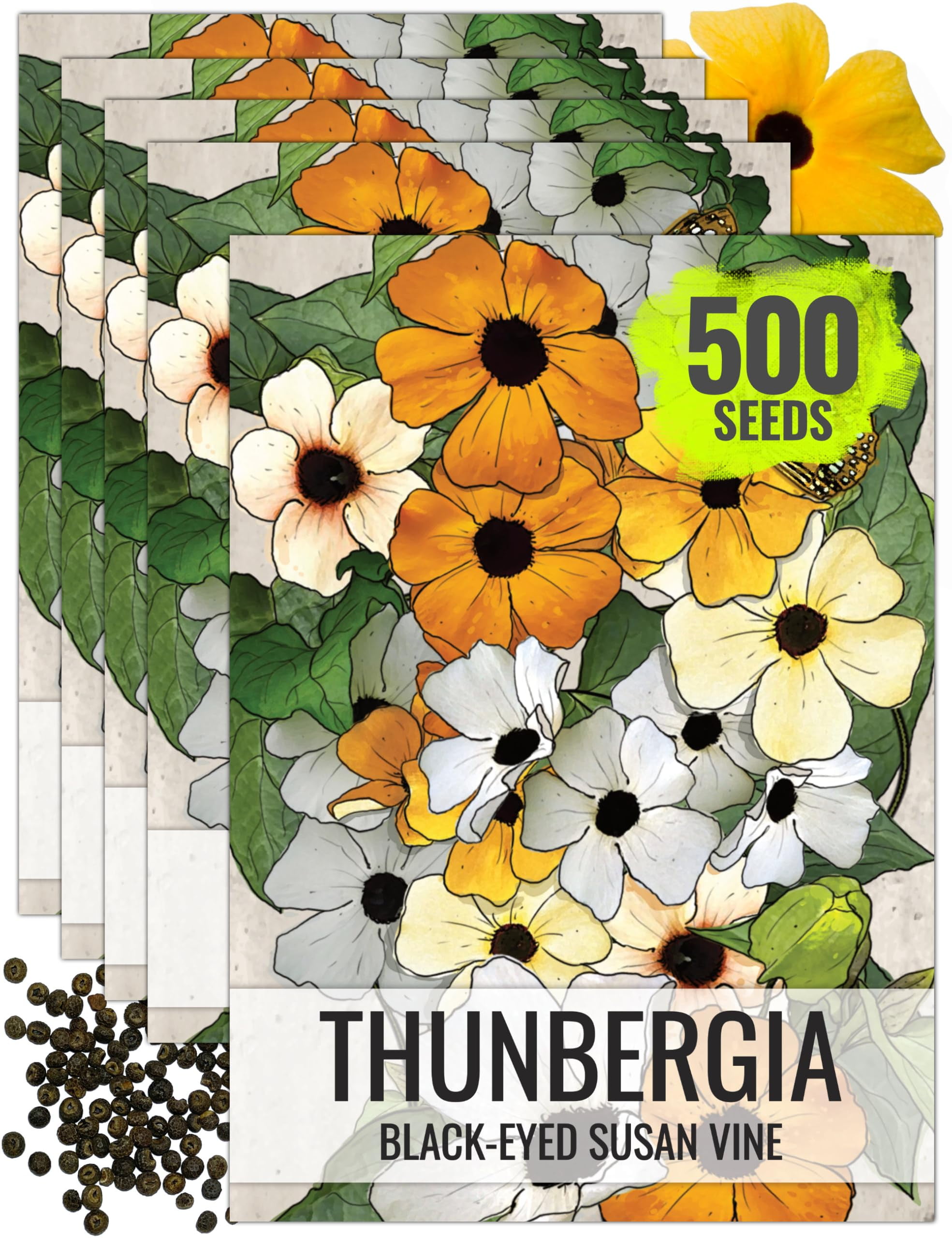 Seed Needs, Black-Eyed Susan Vine Seeds BSL1 - 100 Heirloom Seeds for ...