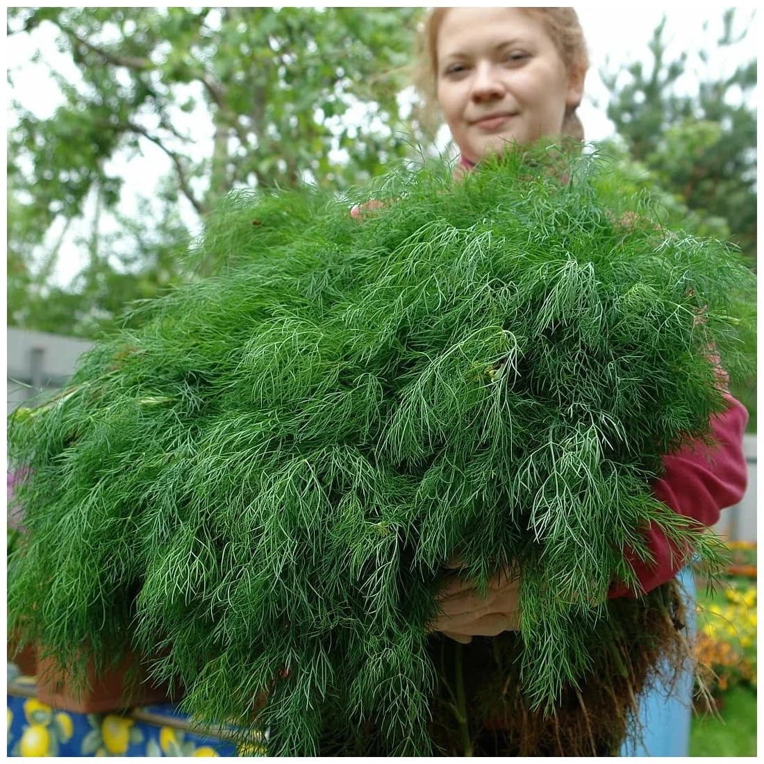 KIRA SEEDS - FEV6 Seeds Dill Bush King - Heirloom Vegetable - GMO Free ...