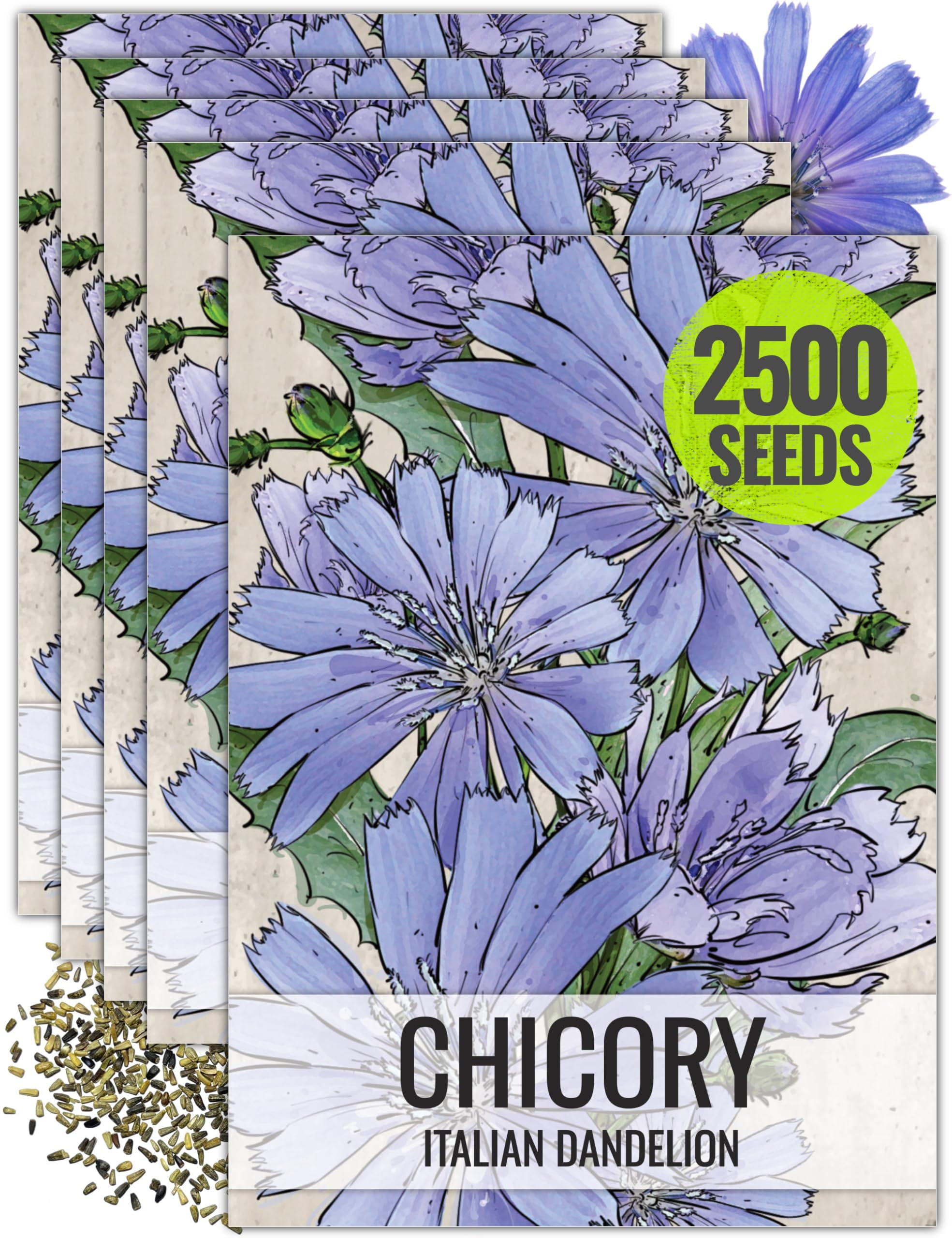 Seed Needs ChicoryEGSC Seeds for Planting Cichorium intybus - Heirloom ...