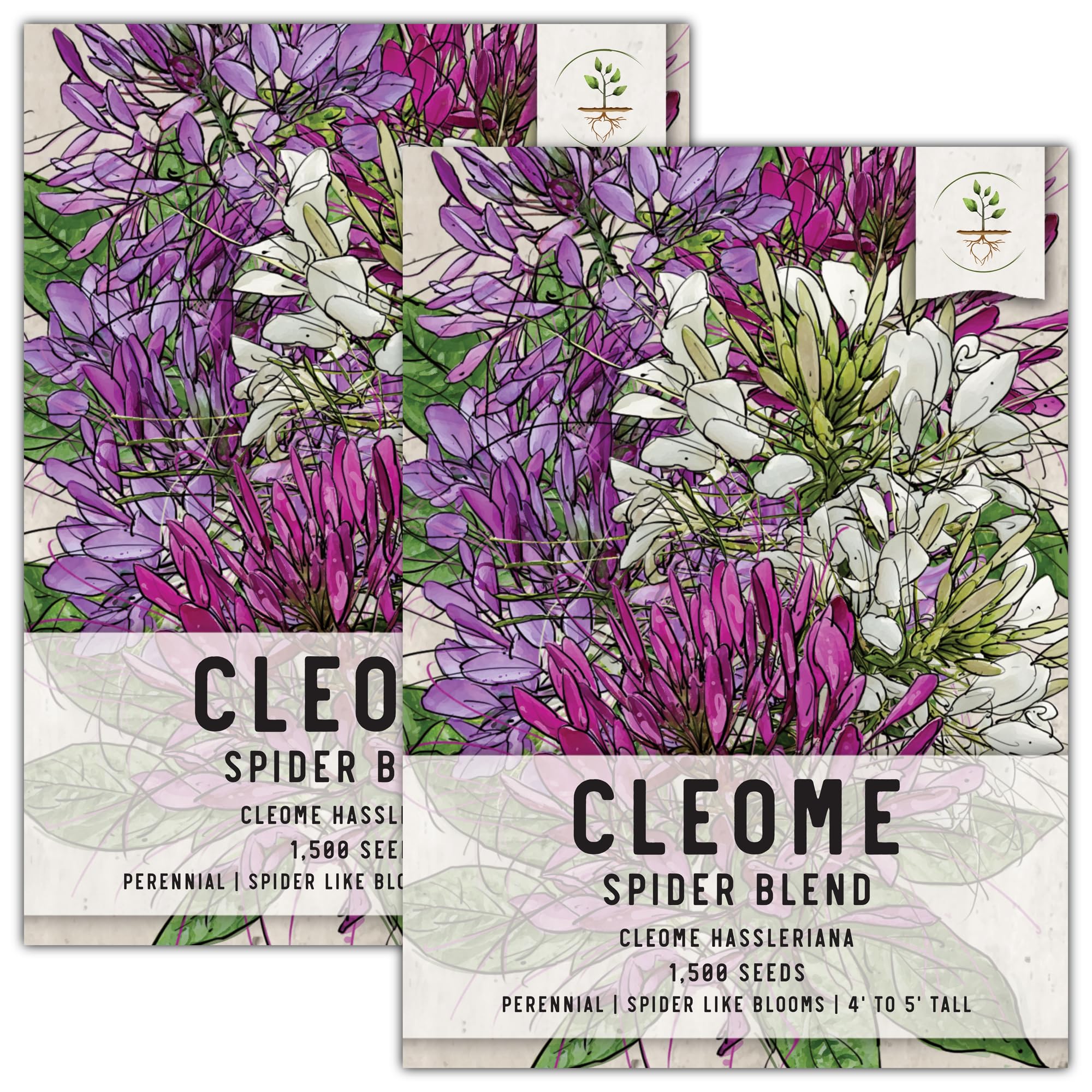 Seed Needs Cleome FEV6 Seeds for Planting Spider Plants - Heirloom ...