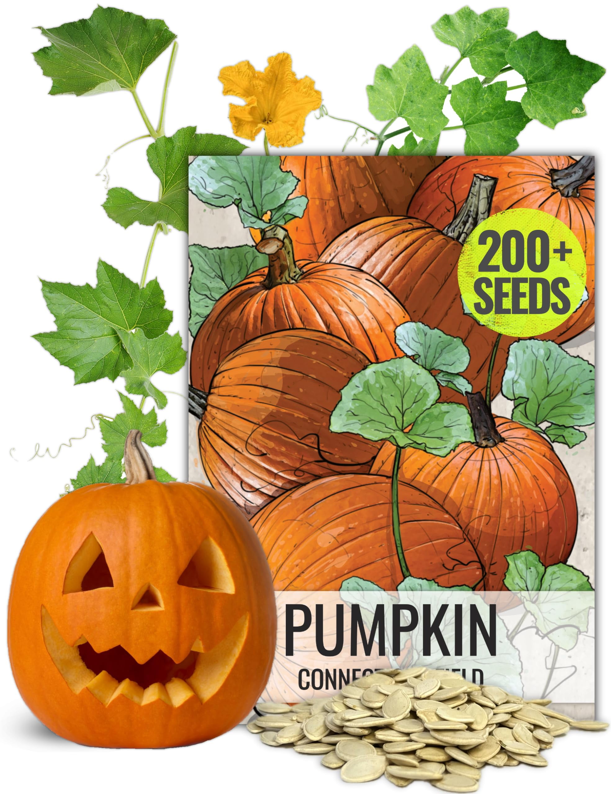 Seed Needs Connecticut TWE5 Field Pumpkin Seeds for Planting | 1 Ounce Cucurbita Pepo Heirloom ...