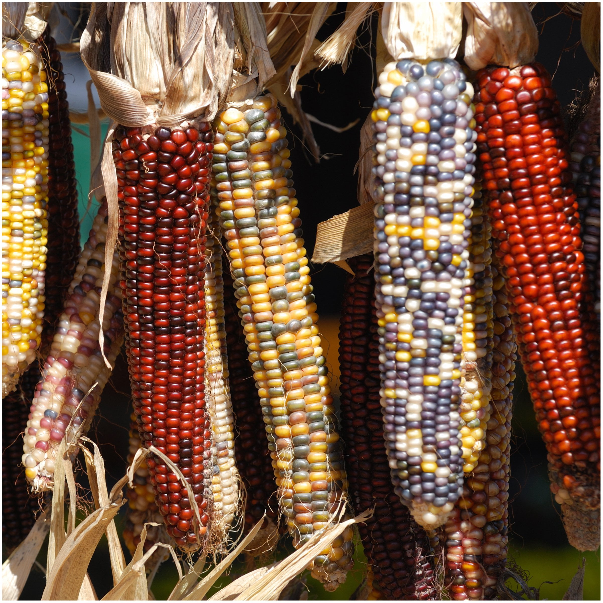 Seed Needs Corn Seeds Multicolor Ornamental Indian MHD1Corn | 200 ...
