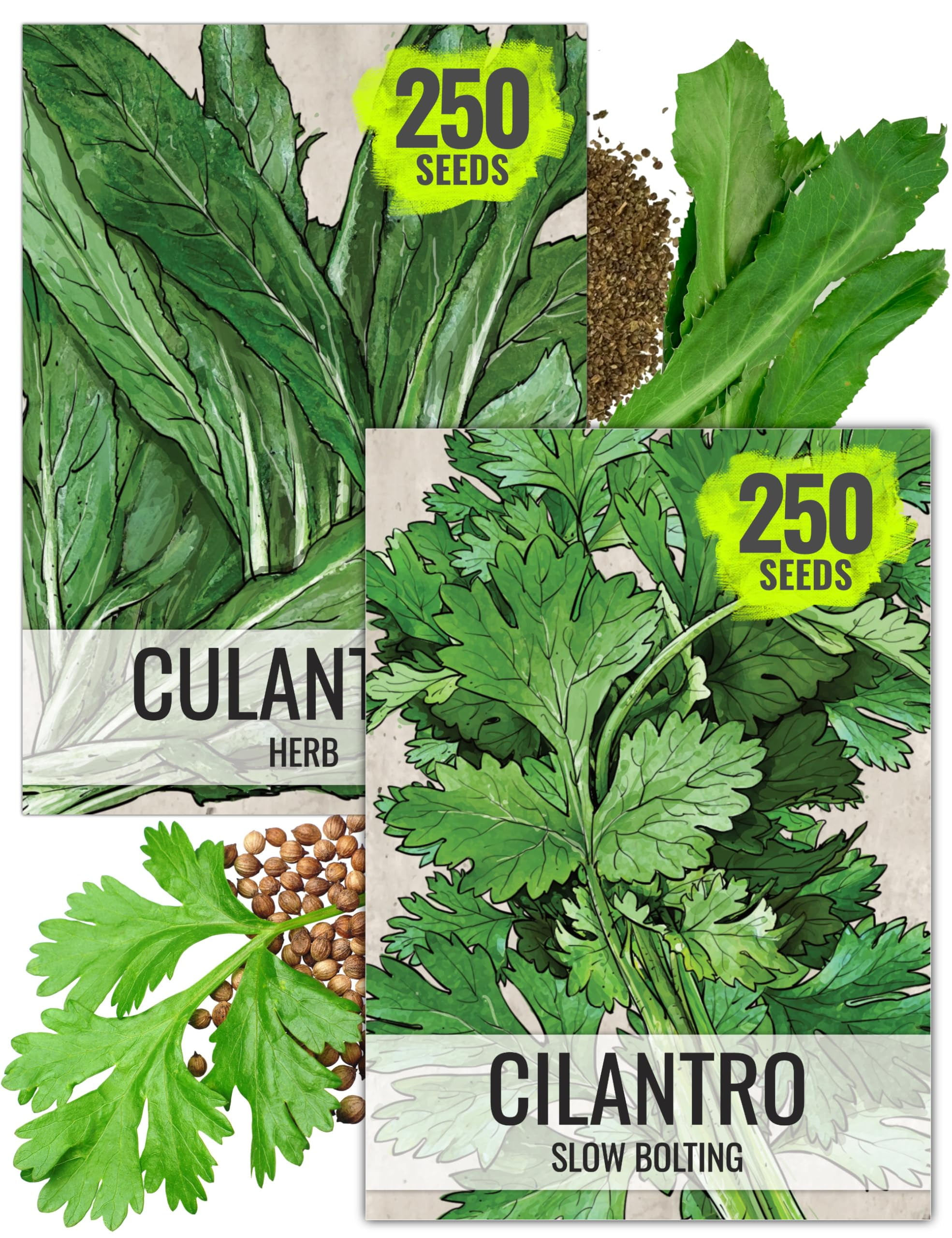 Seed Needs Culantro/CilantroUMRT Seeds for Planting an Indoor or ...