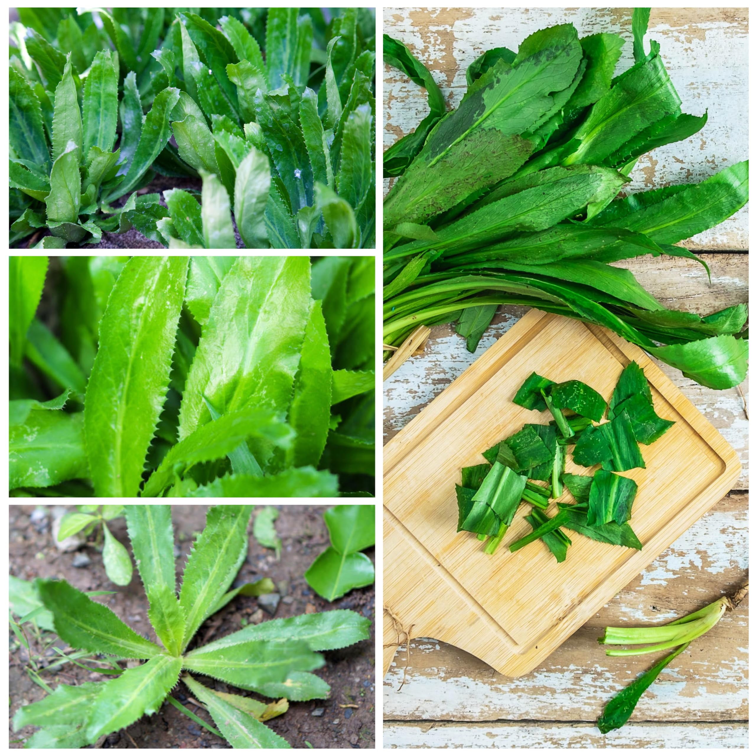 Seed Needs Culantro Seeds for Planting Mexican H2FSDCoriander - Non-GMO ...