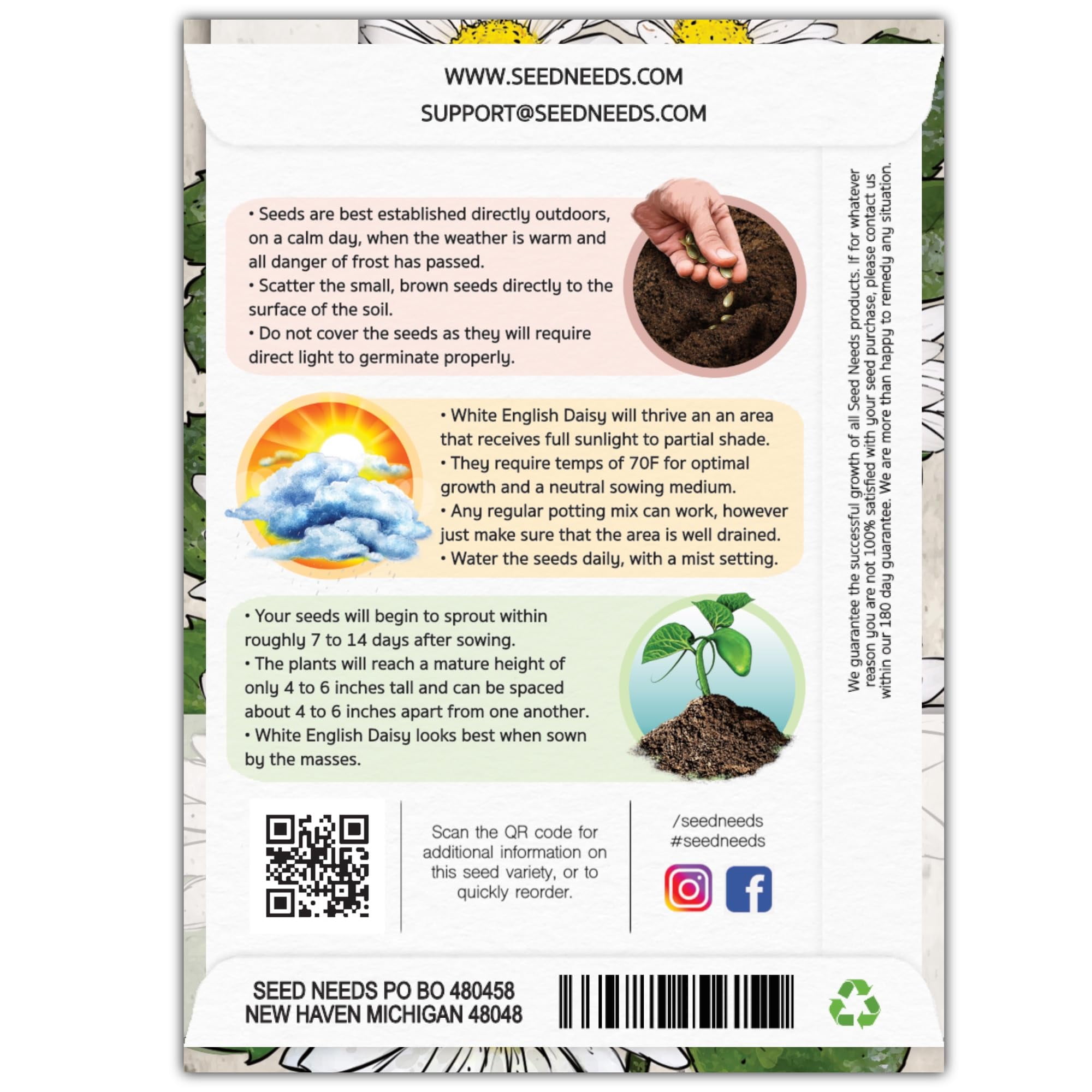 Seed Needs, English FEV6 Daisy Seeds - 1,000 Heirloom Seeds for ...