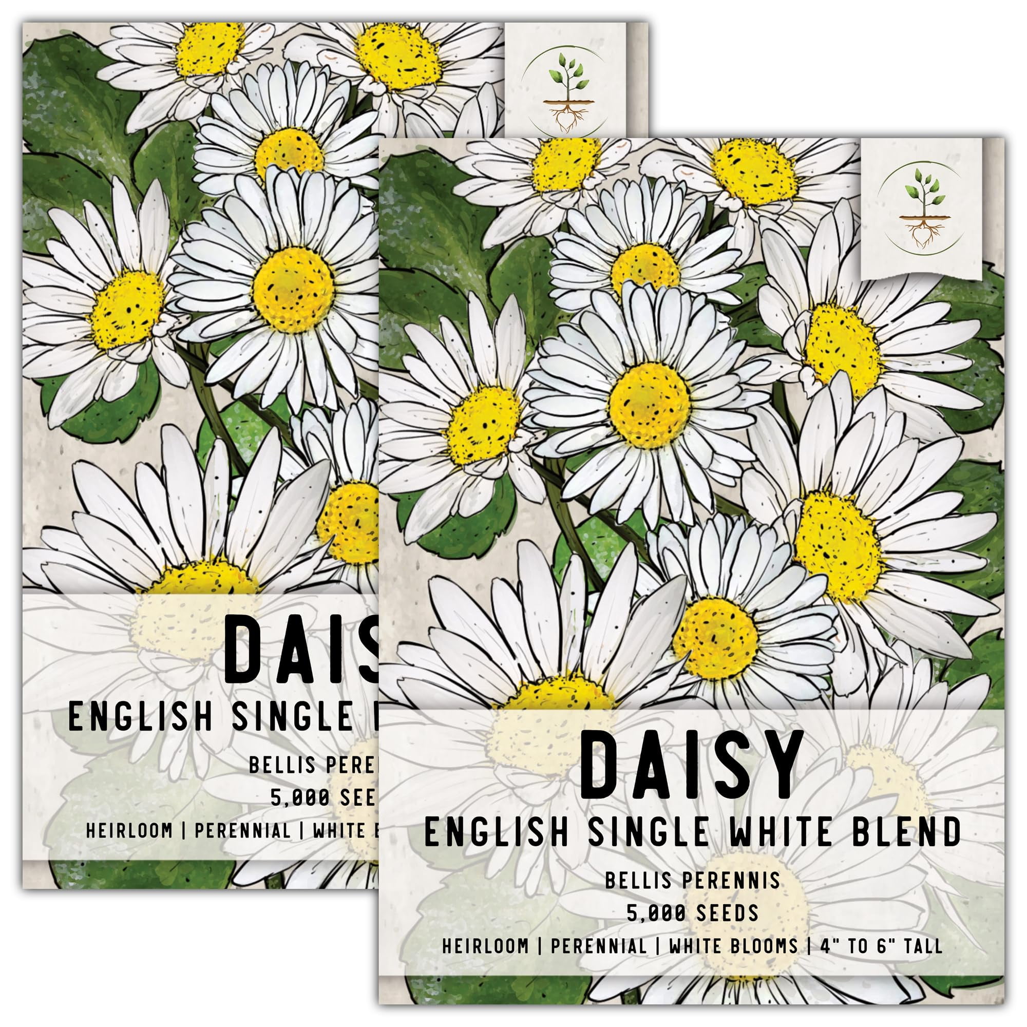 Seed Needs, EnglishUMRT Daisy Seeds - 1,000 Heirloom Seeds for Planting ...
