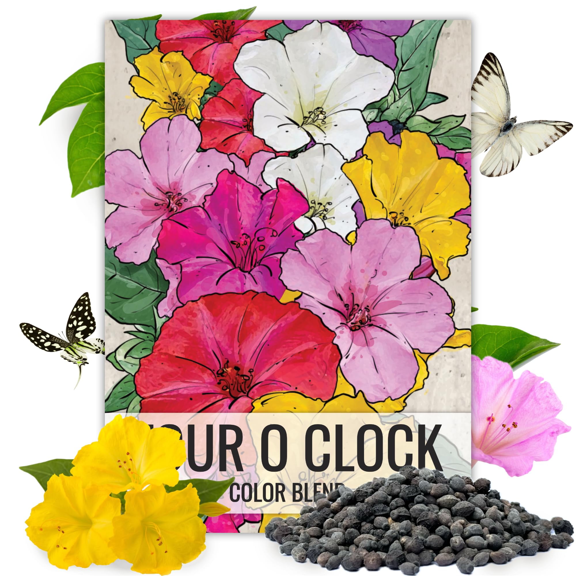 Seed Needs Four TWE5 O' Clock Seeds Mixed Colors Annual Multicolored ...