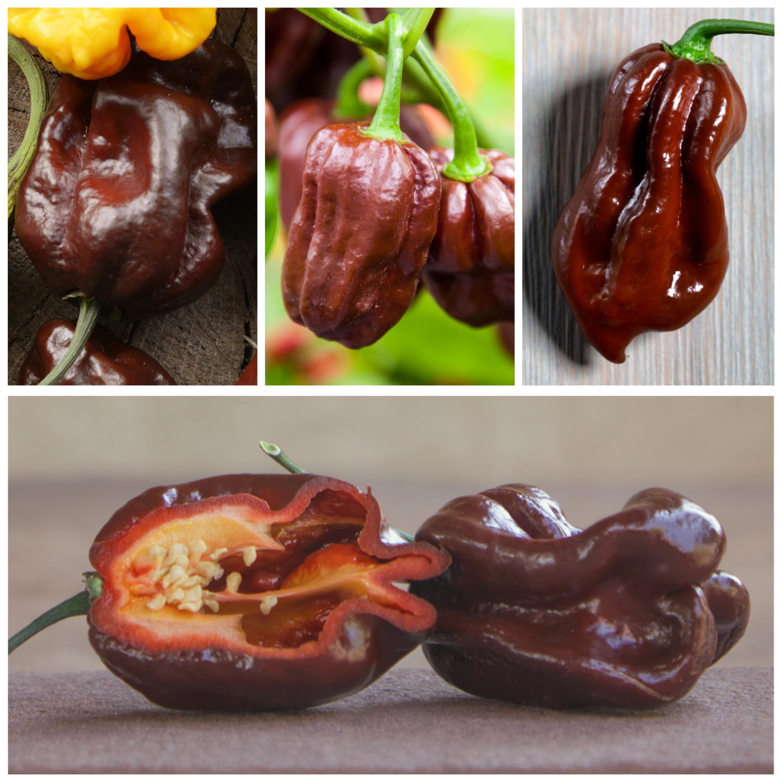 Seed Needs, Habanero Pepper Seed Packet Collection H2FSD(5 Individual ...