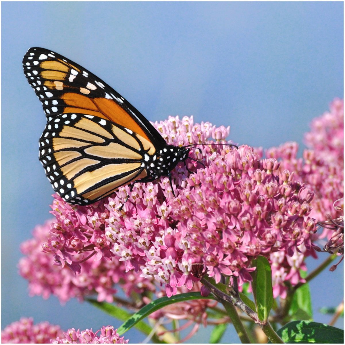 Seed Needs Milkweed Seeds for Planting Swamp H2FSDMilk Weed (Asclepias ...