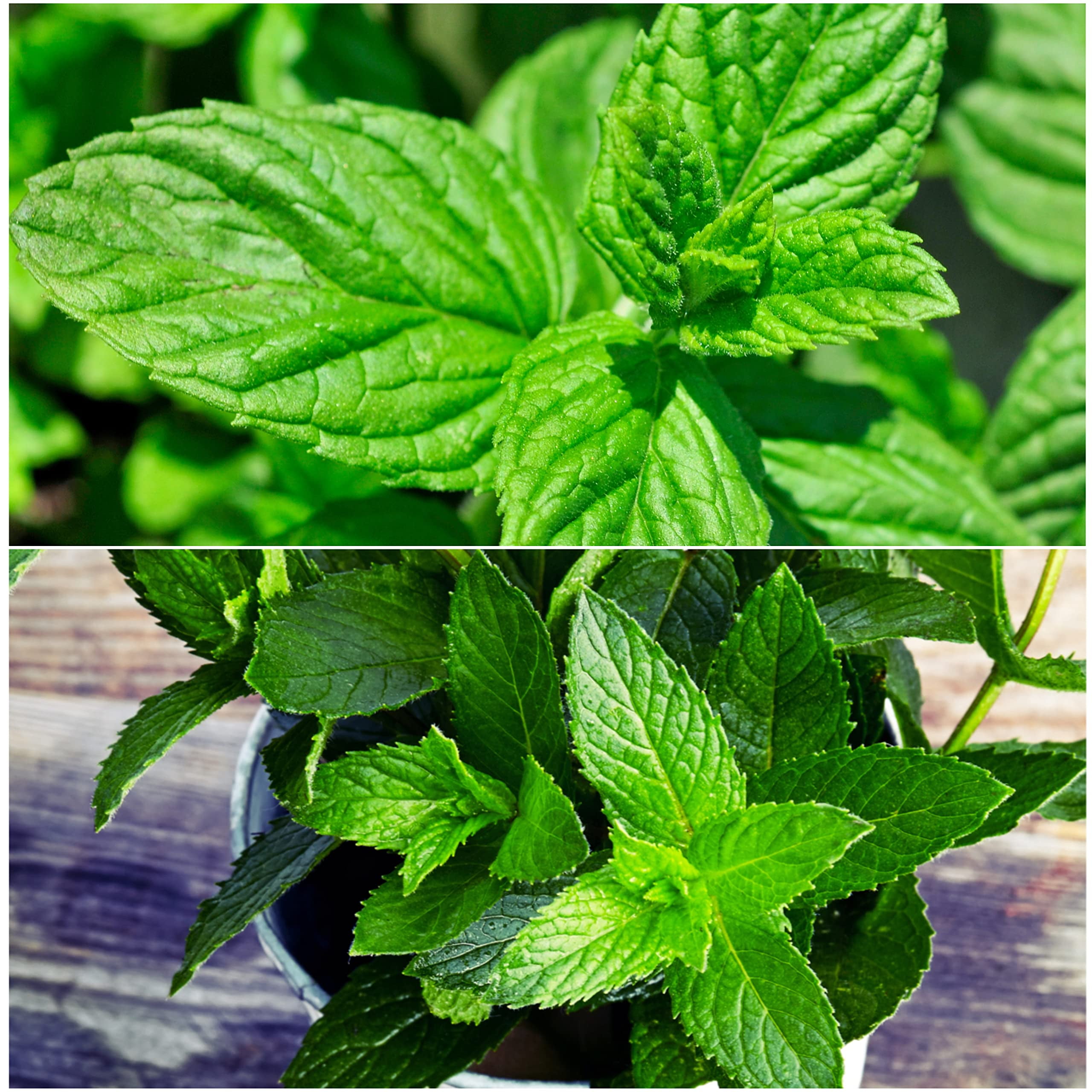 Seed Needs Mint Seeds for Planting Spearmint H2FSD& Peppermint Herbs ...