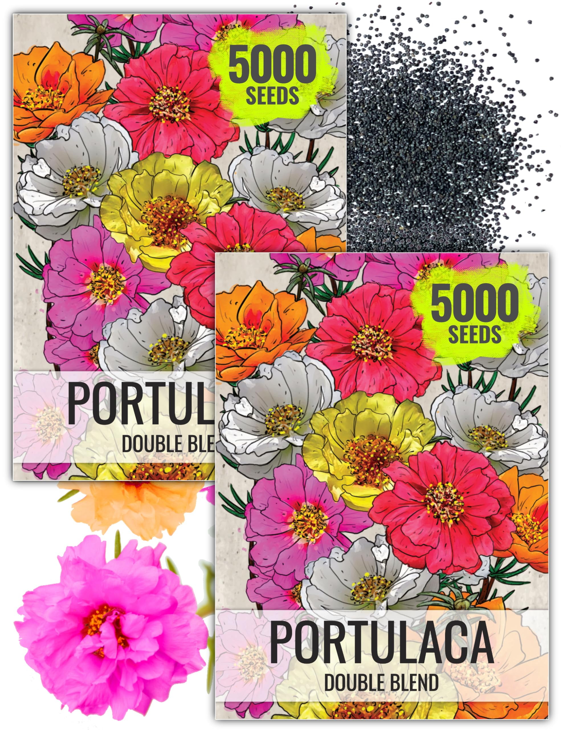 Seed Needs Moss Rose Seeds for Planting MHD1Portulaca Heirloom & Open ...