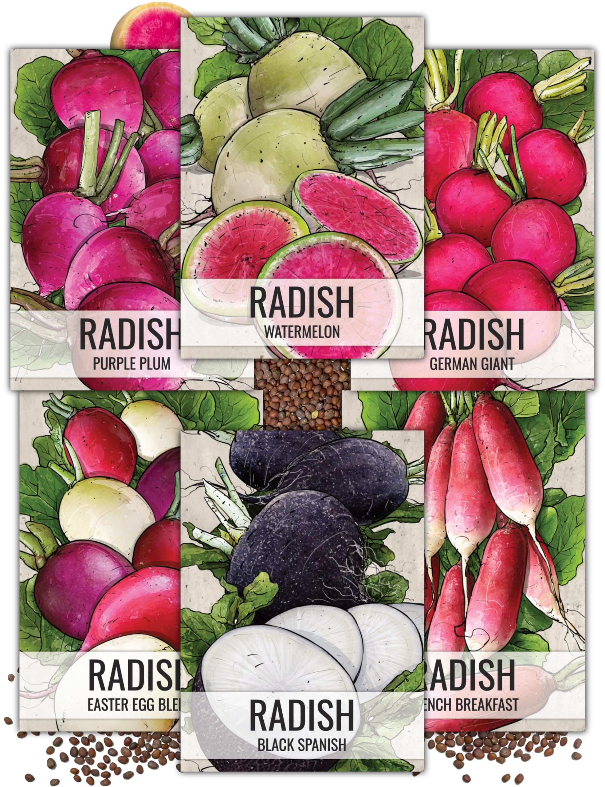 Seed Needs, Multicolor FEV6 Radish Seed Packet Collection (6 Individual ...
