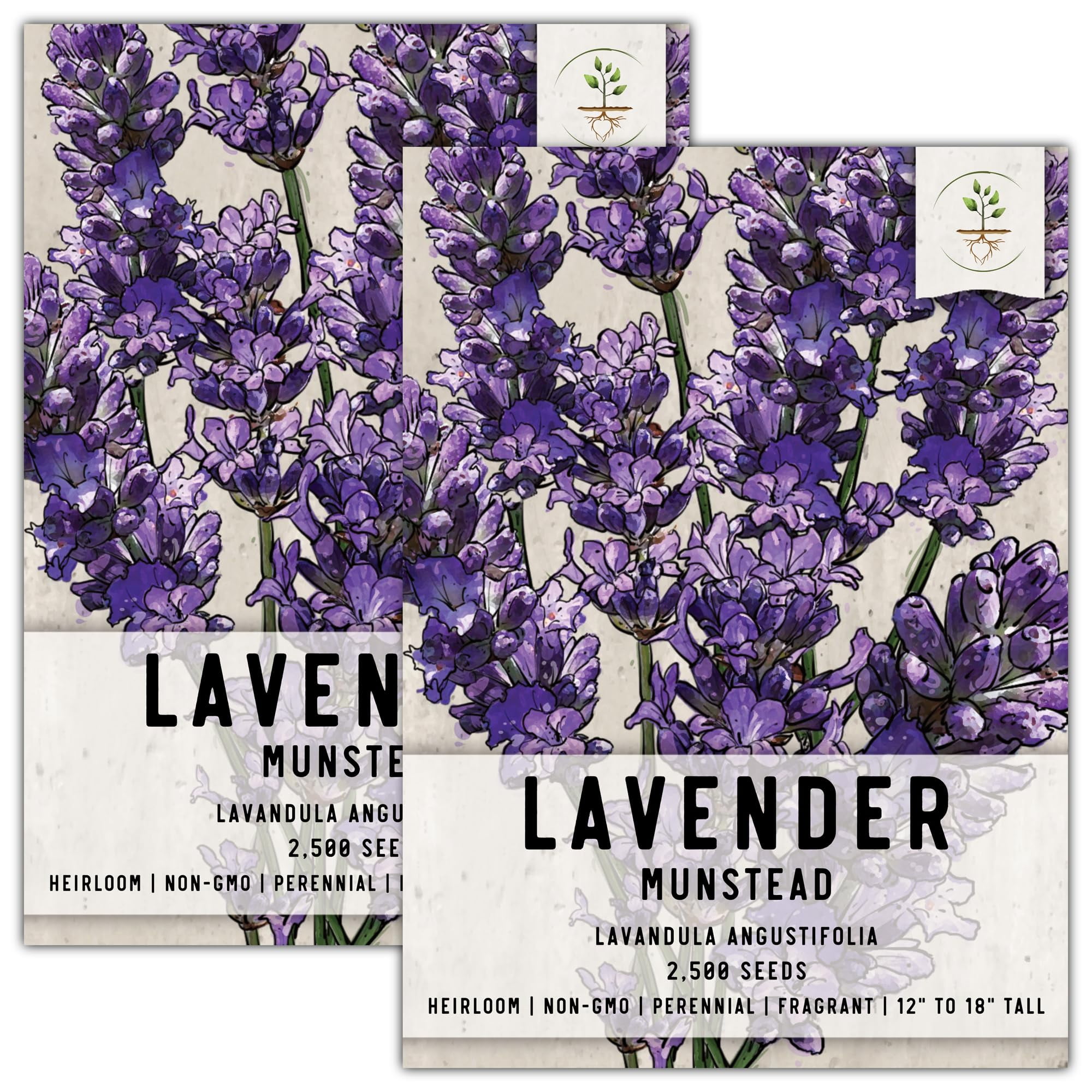 Seed Needs, Munstead Lavender Seeds - 500 MHD1Heirloom Seeds for ...